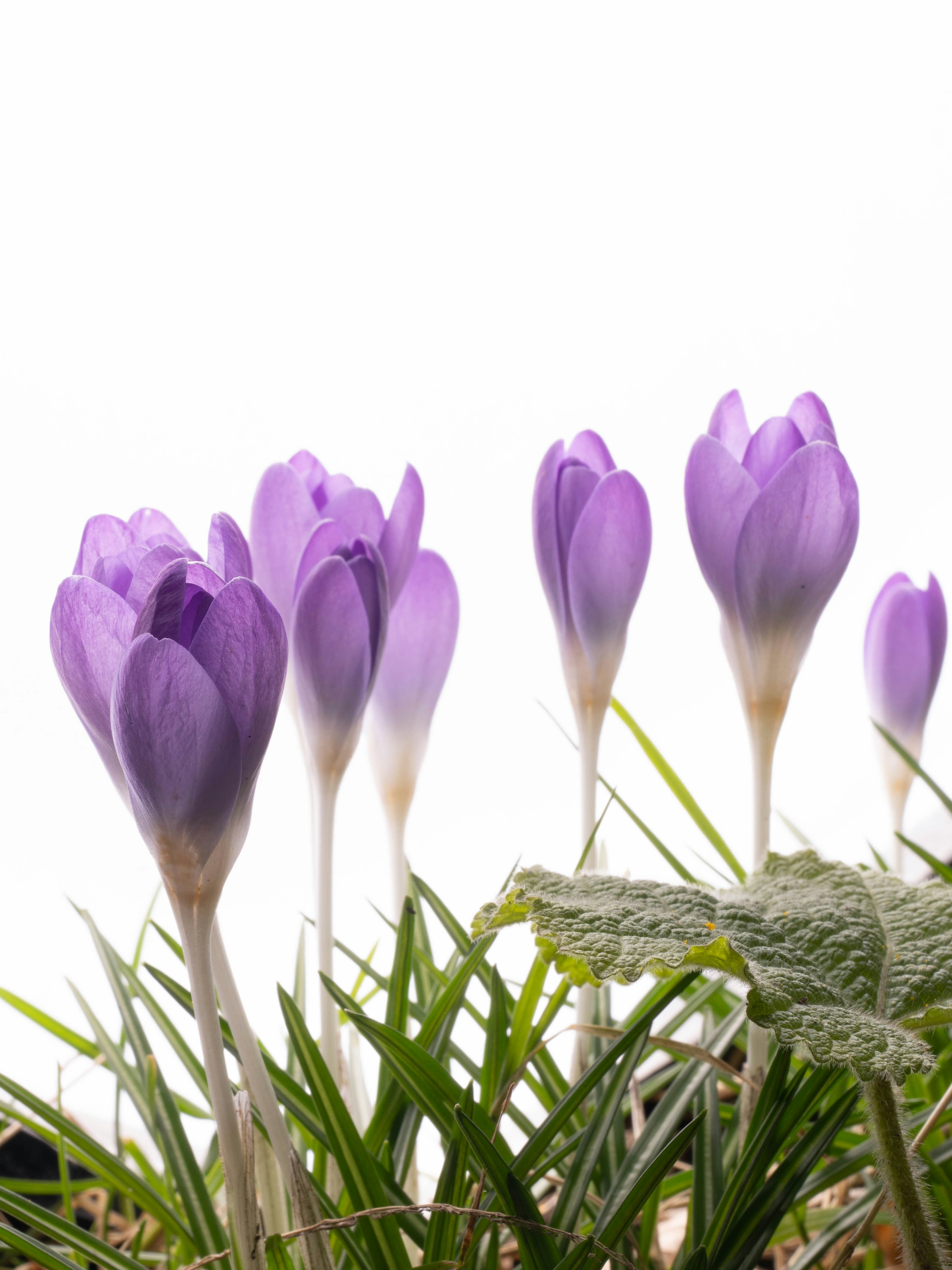 Purple Crocus Summit: A Cluster of Violet Buds Against White