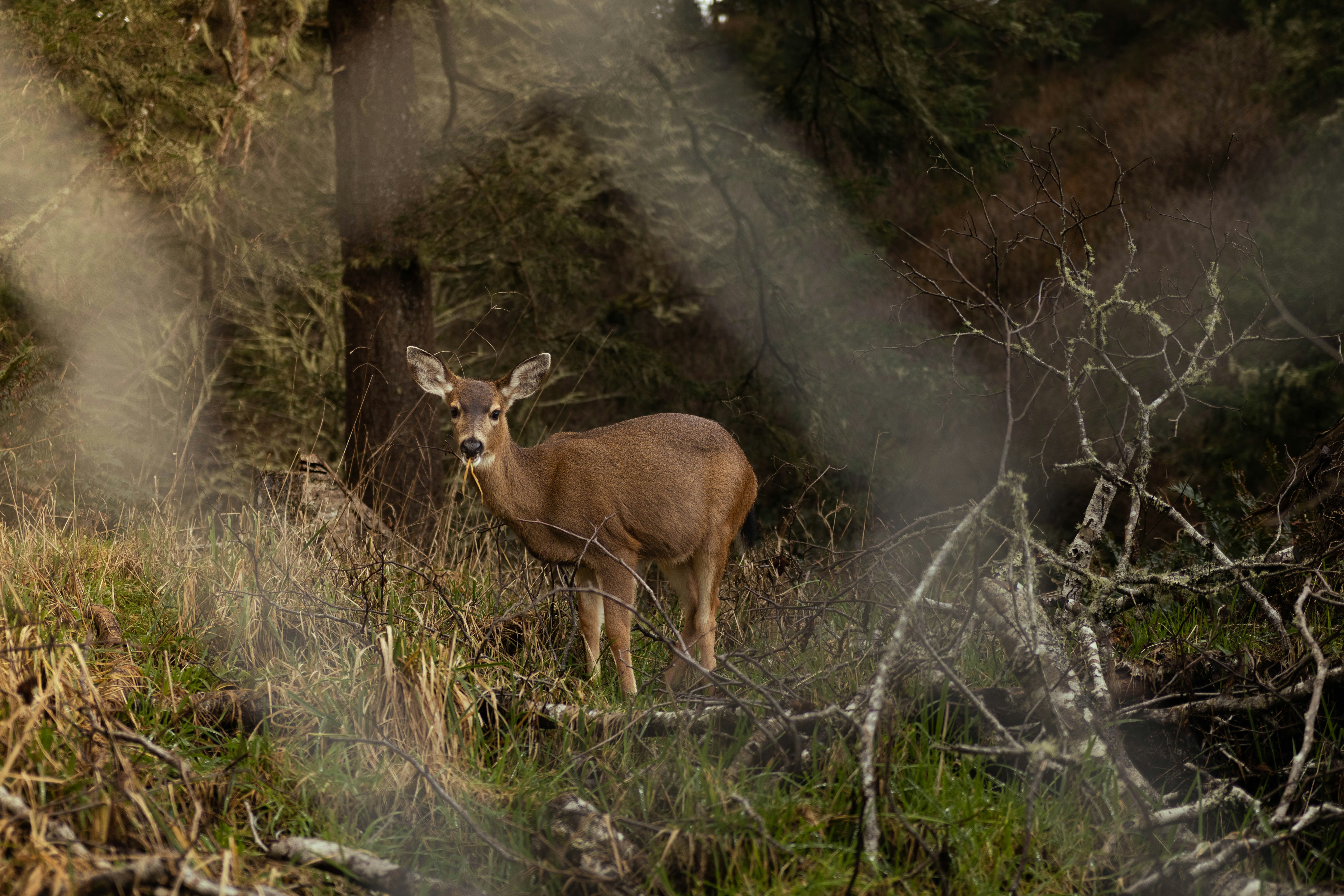 Deer Gaze Through Veiled Sunbeams in a Timber Hollow