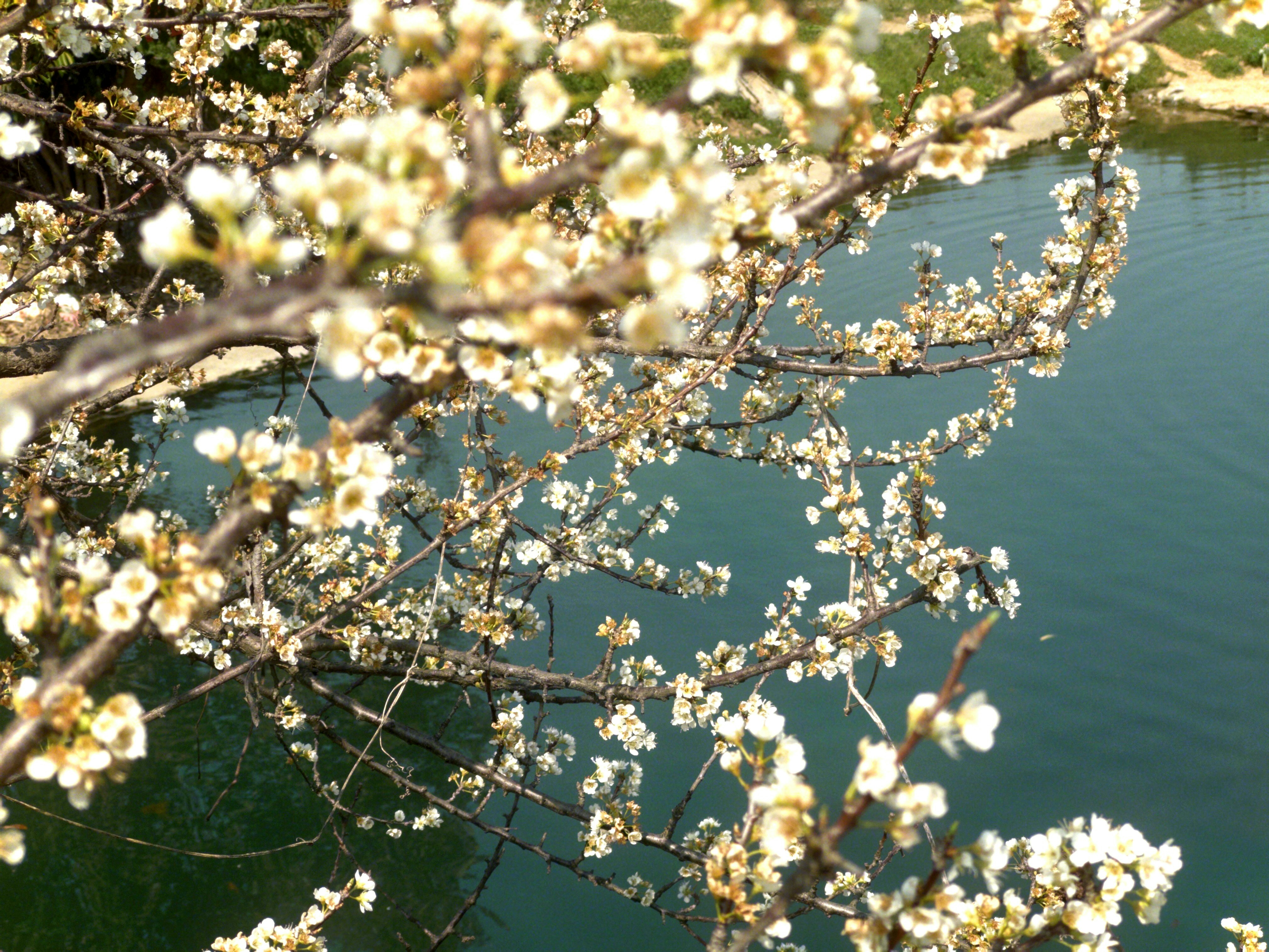 Blossoms Over Quiet Waters
