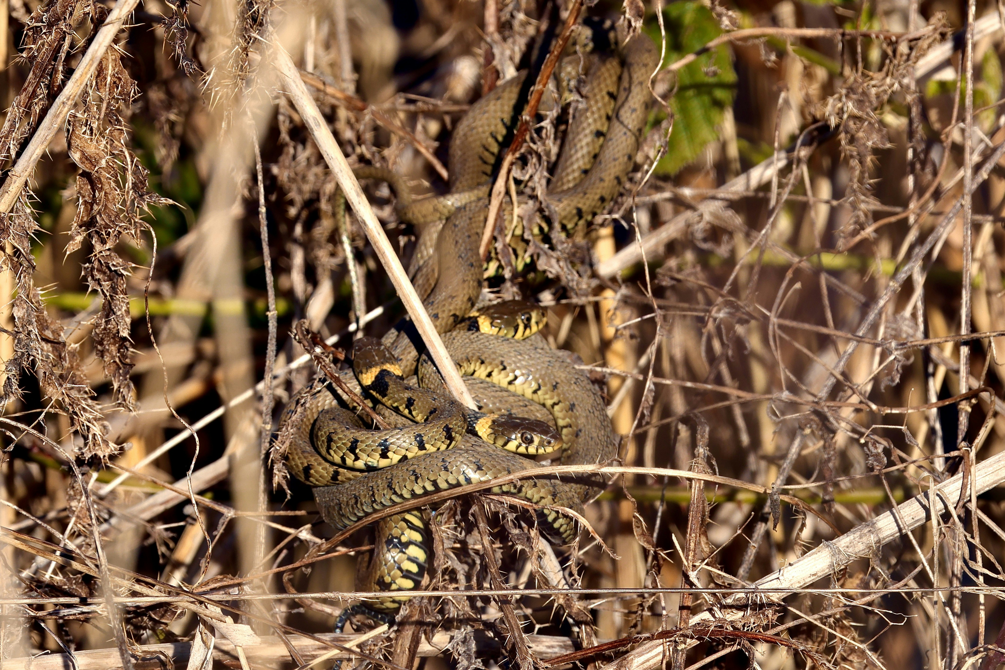 Hidden Coil: A Camouflaged Rattler Amid Dry Grass
