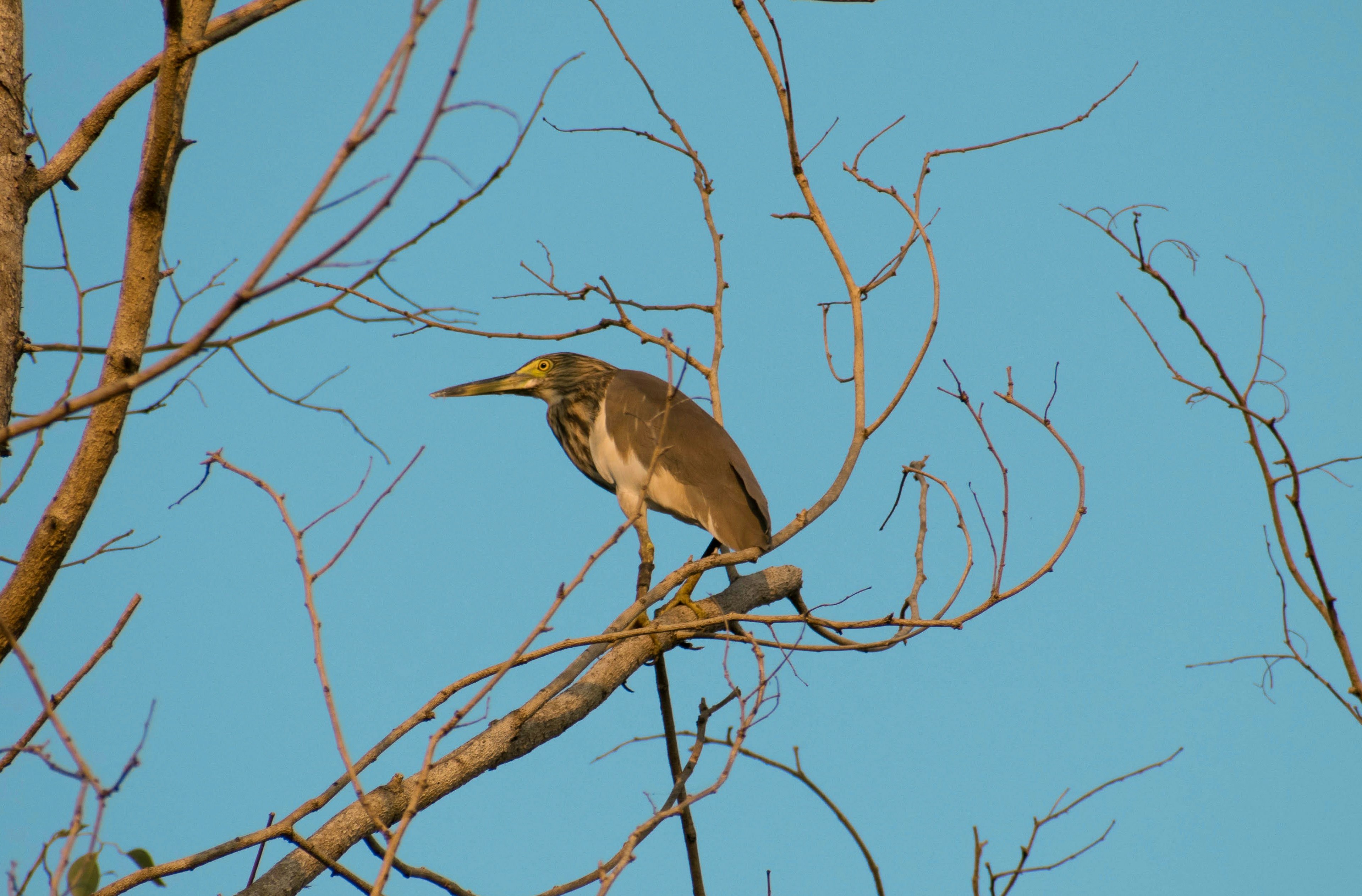 Azure Sky Hunter: A Heron Perched Among Winter Boughs