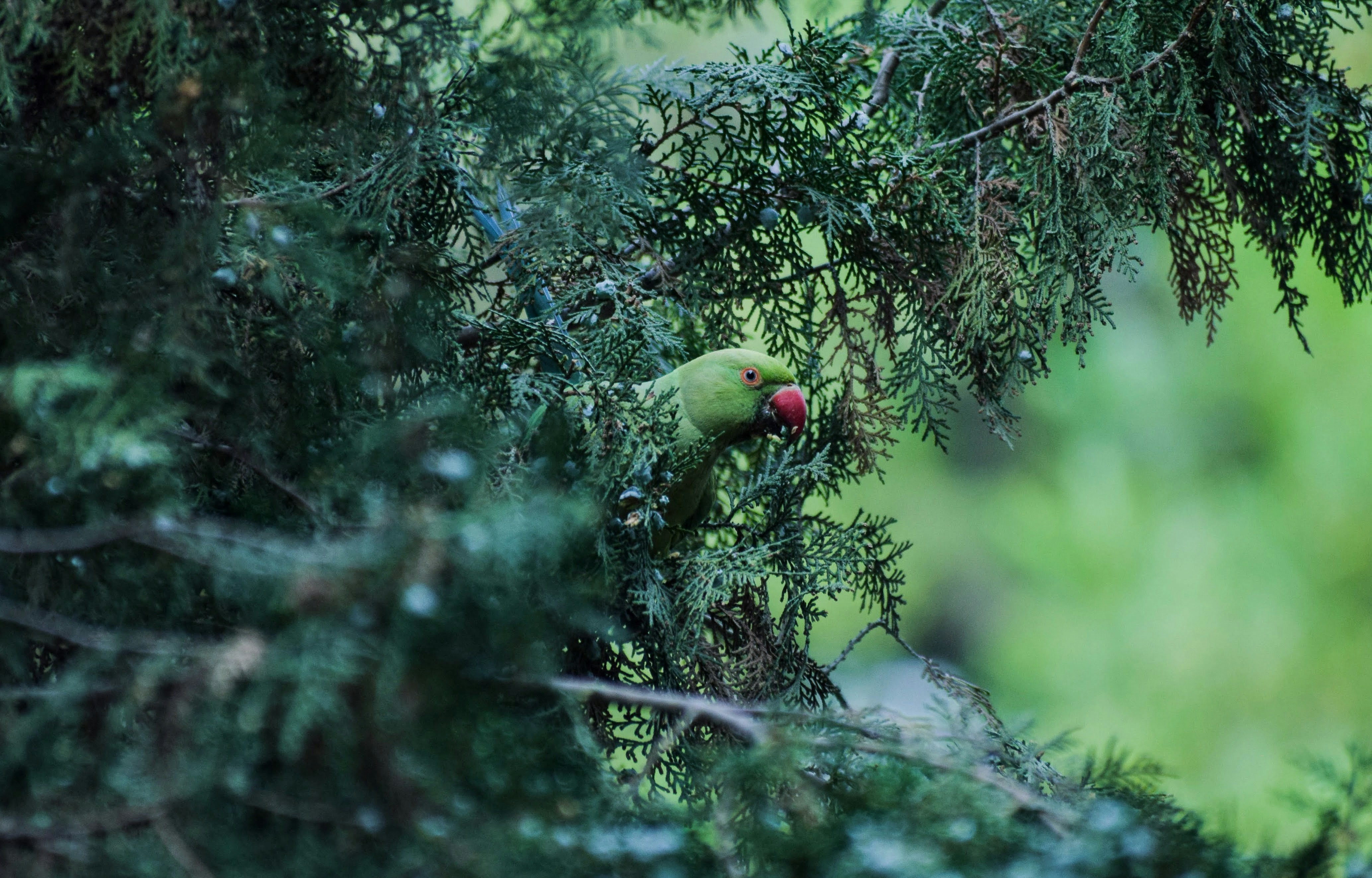 Emerald Parrot Peek: A Green Visitor in the Conifer Veil