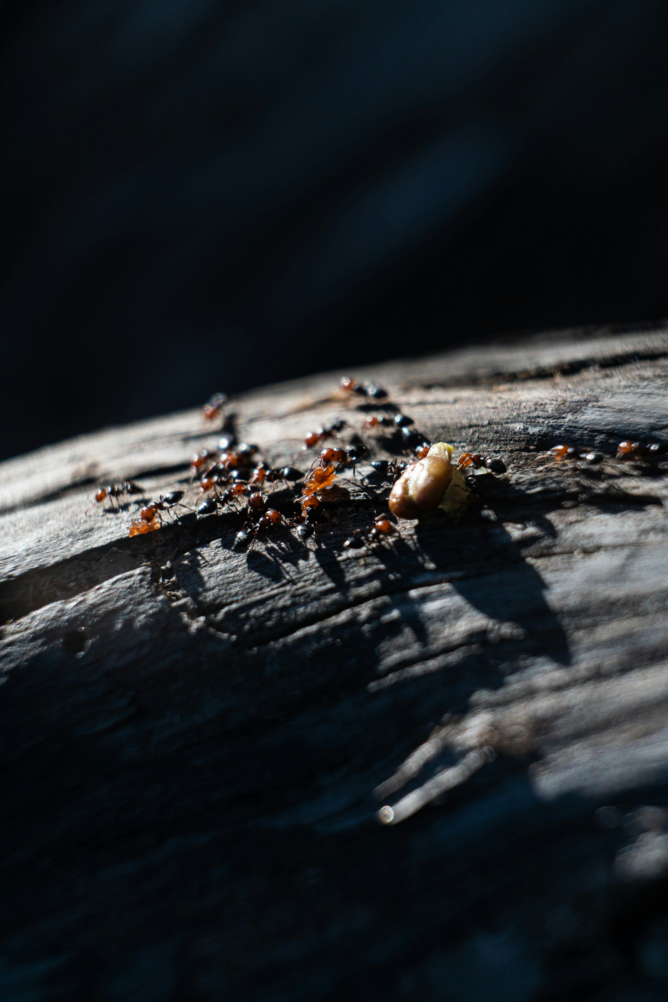 Ant Trail on Weathered Wood: A Moment of Tiny Deliberation