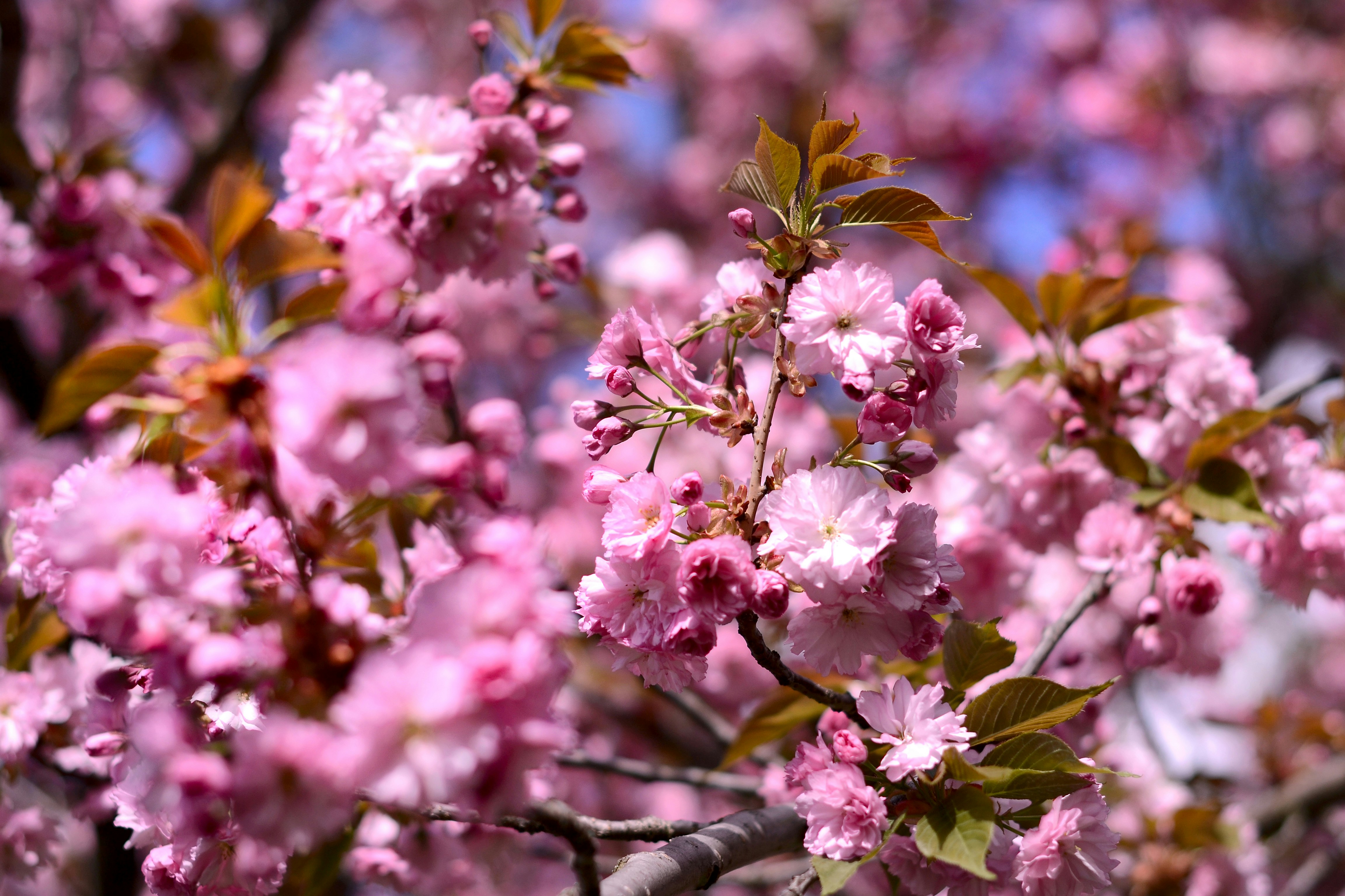 Blossoms in Focus: A Coral Pink Cherry Burst