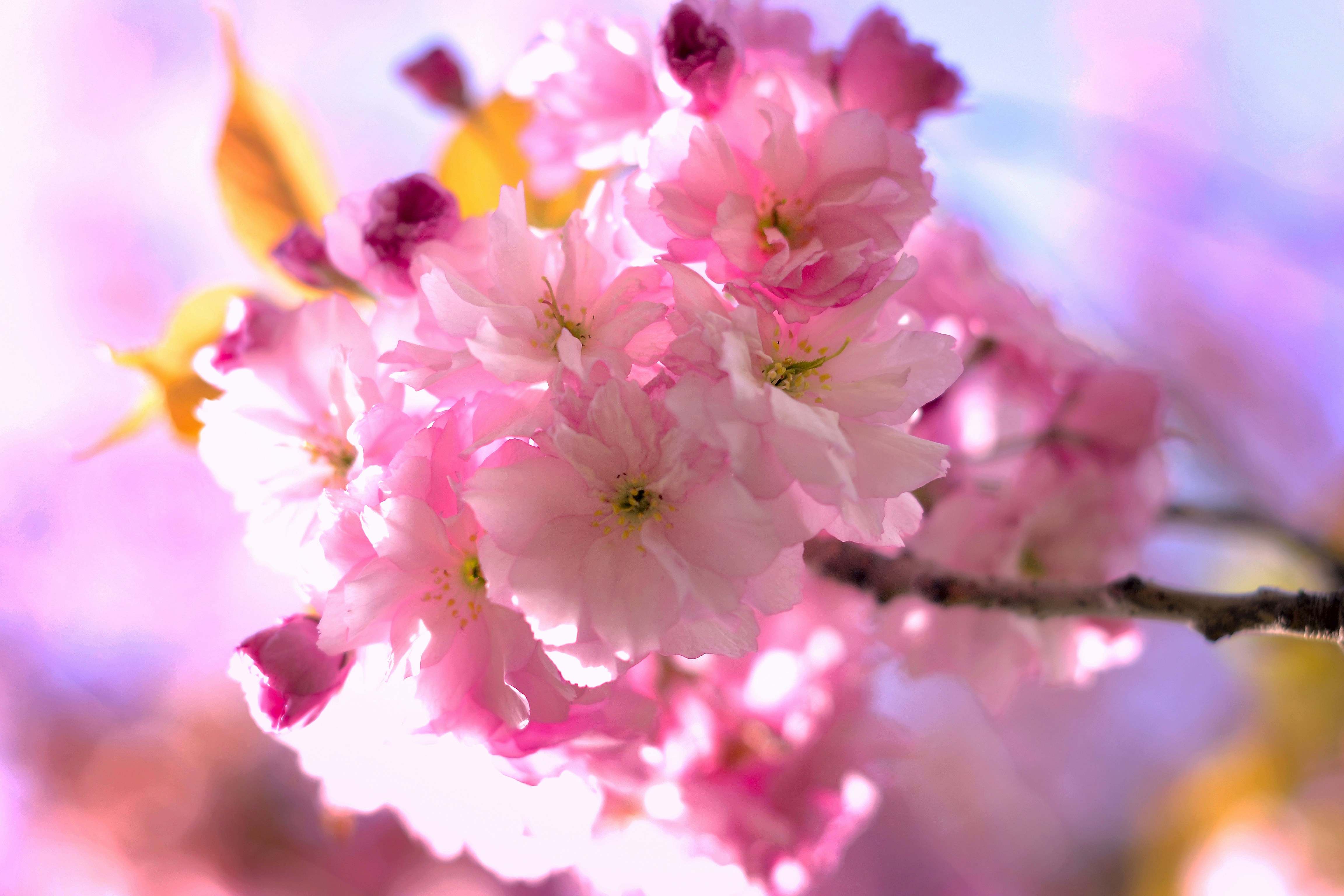 Blossoms in Soft Focus: A Dreamy Pink Spring Moment