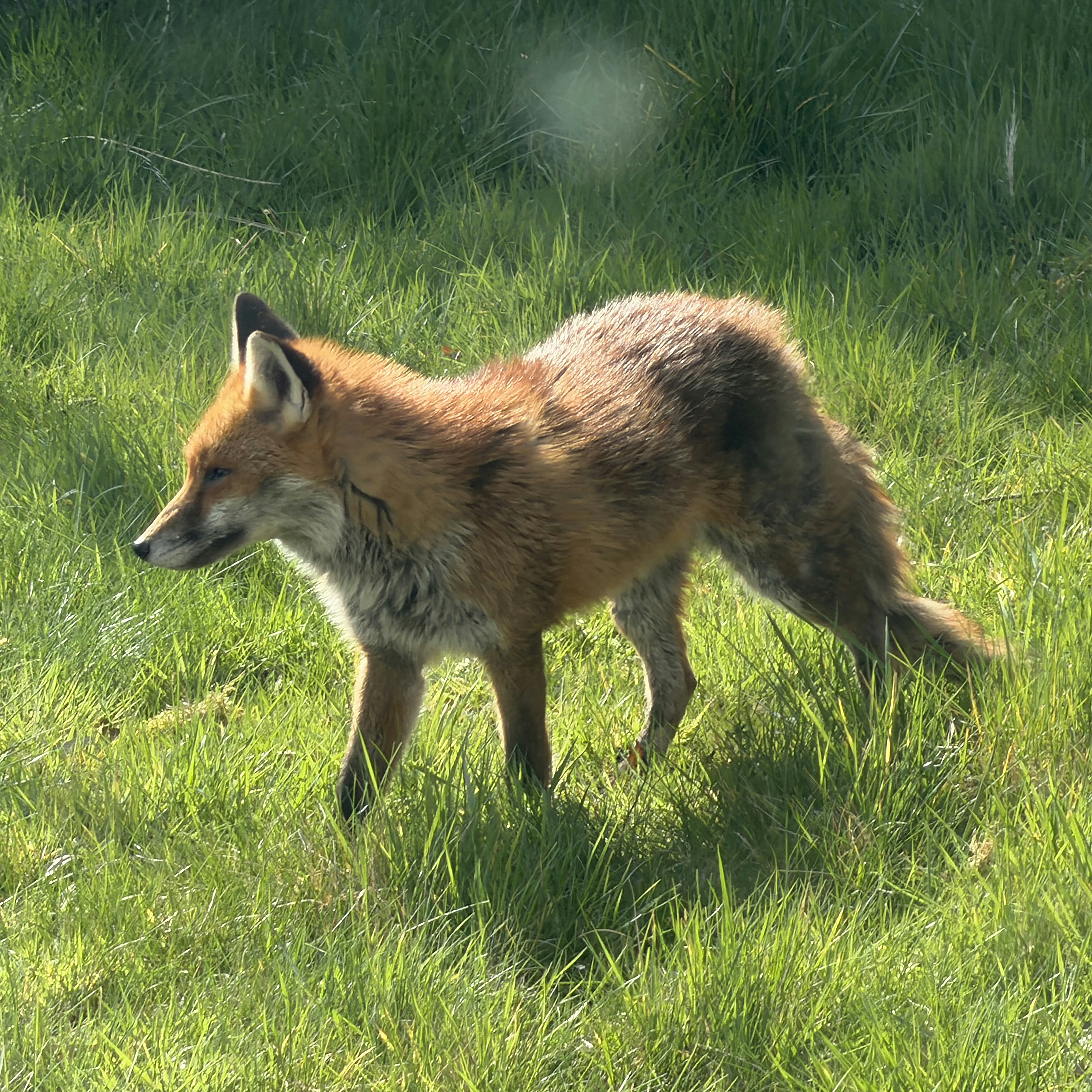 Cautious Red Fox Stakes a Quiet Path Through Sunlit Grass