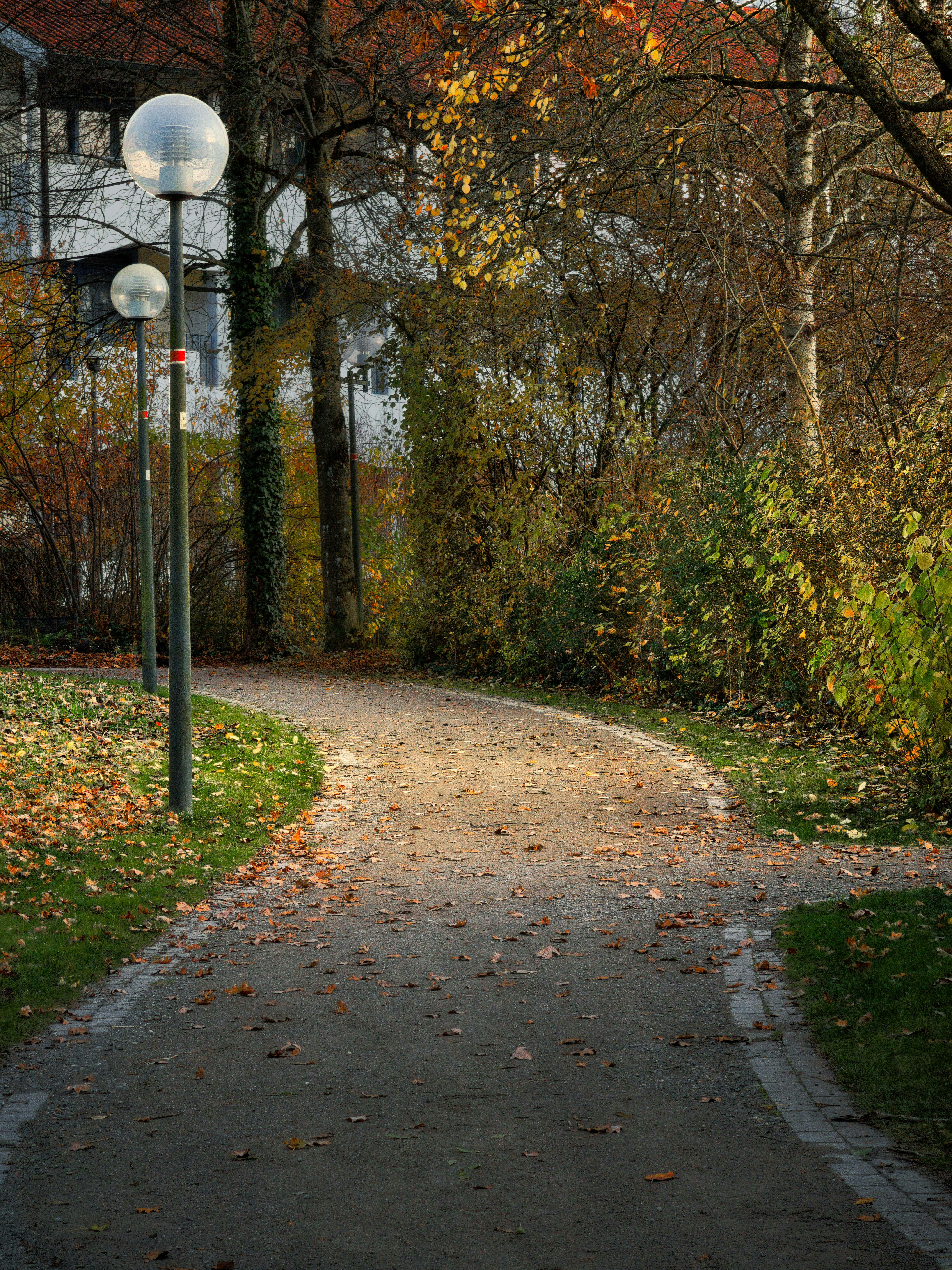 Autumn Pathway Beneath Streetlamps