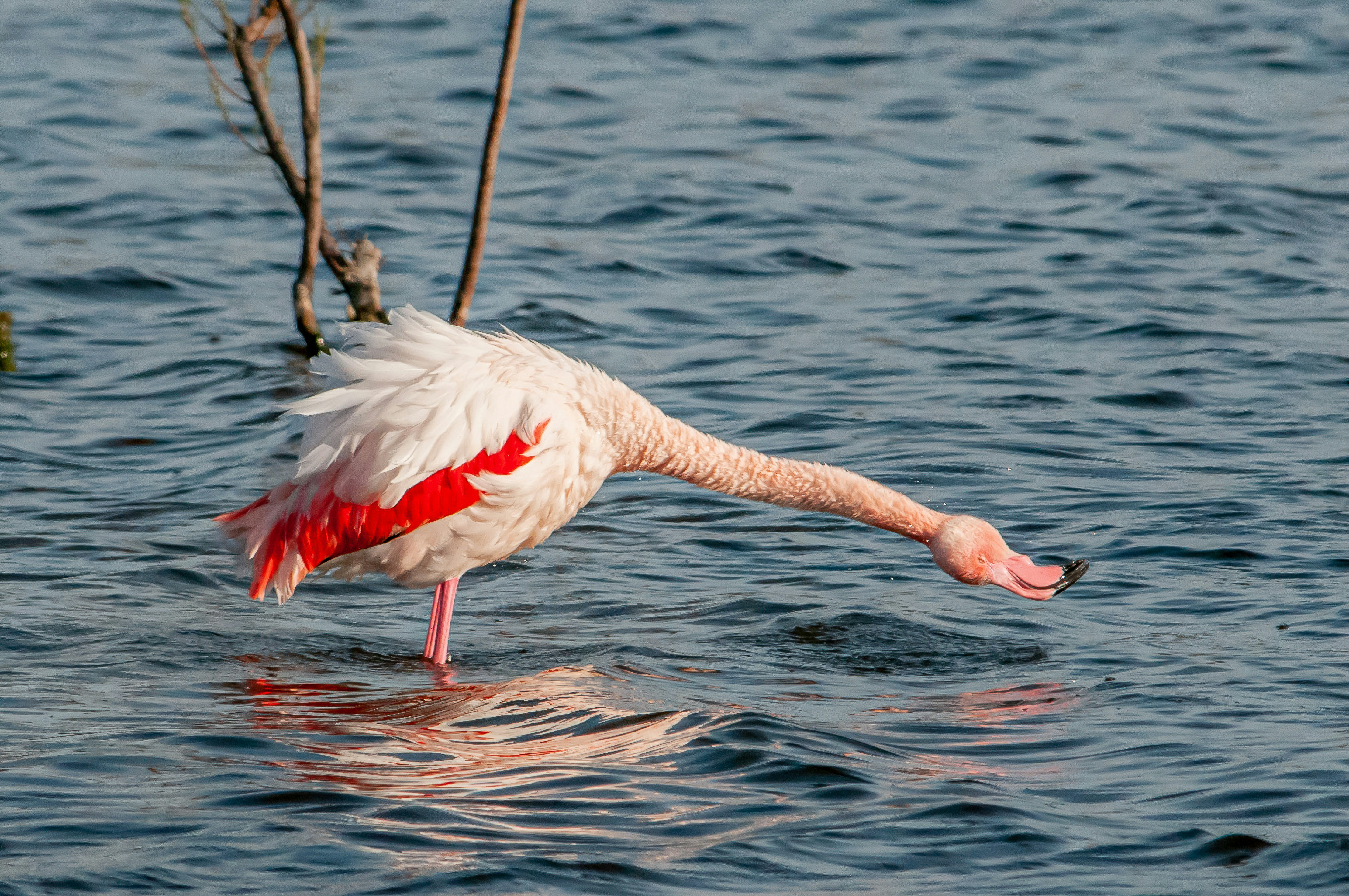 Lip-turned Flamingo: a lip-curled strike of pink in calm water