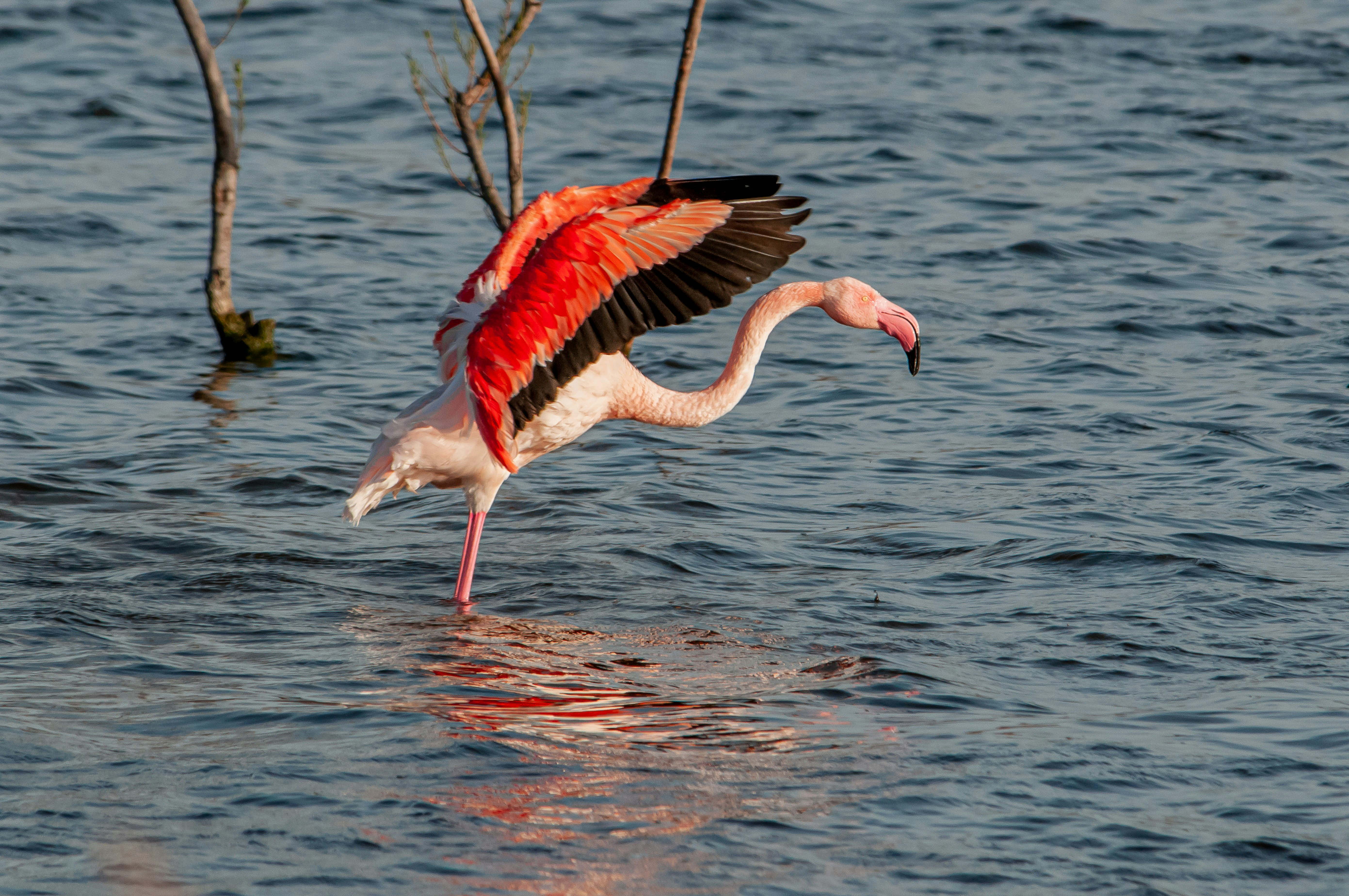 Red-Feathered Flamingo in a Quiet Water Ballet