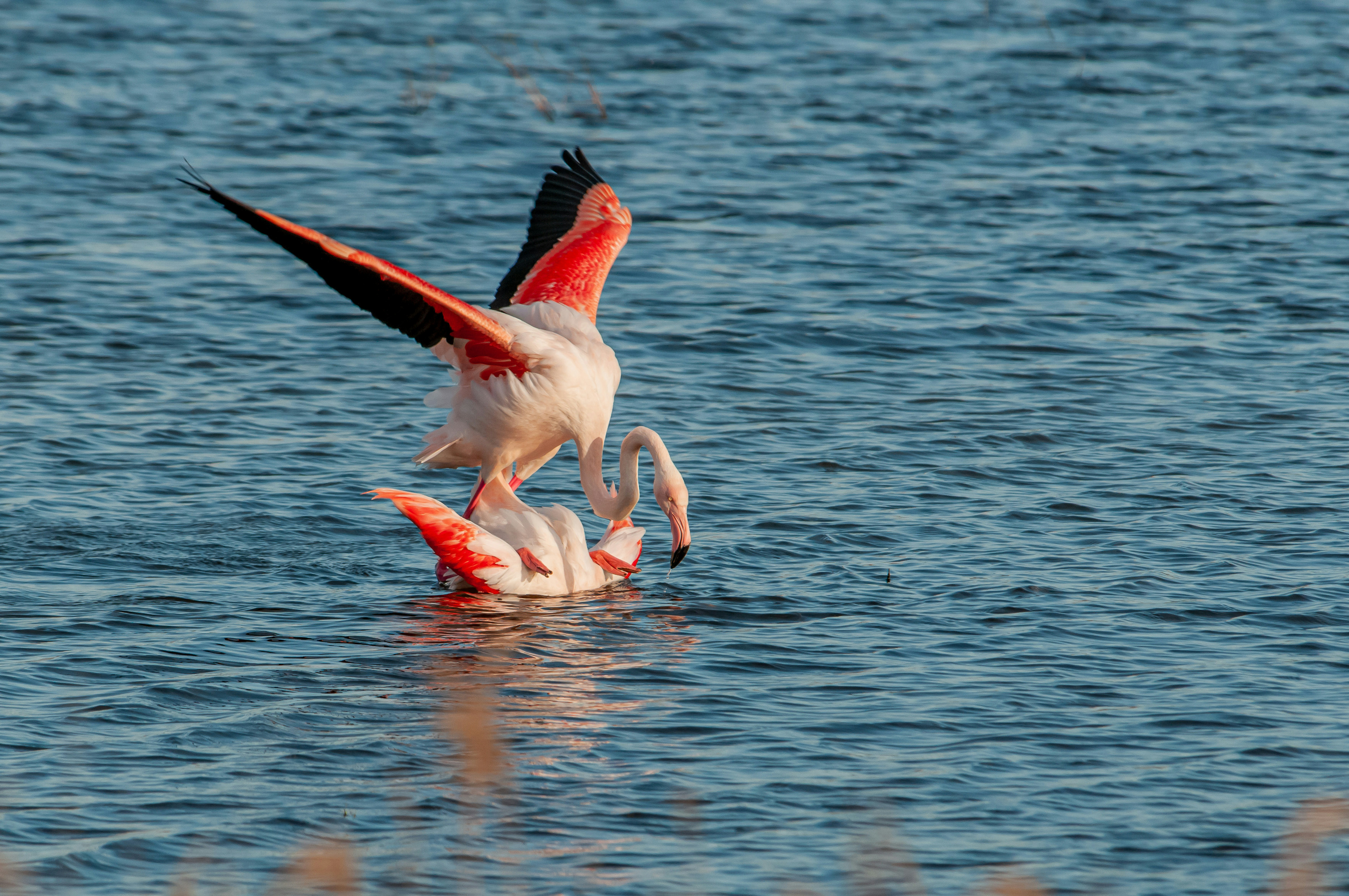 Flamingo First Contact: A Dynamic Landing on Azure Waters