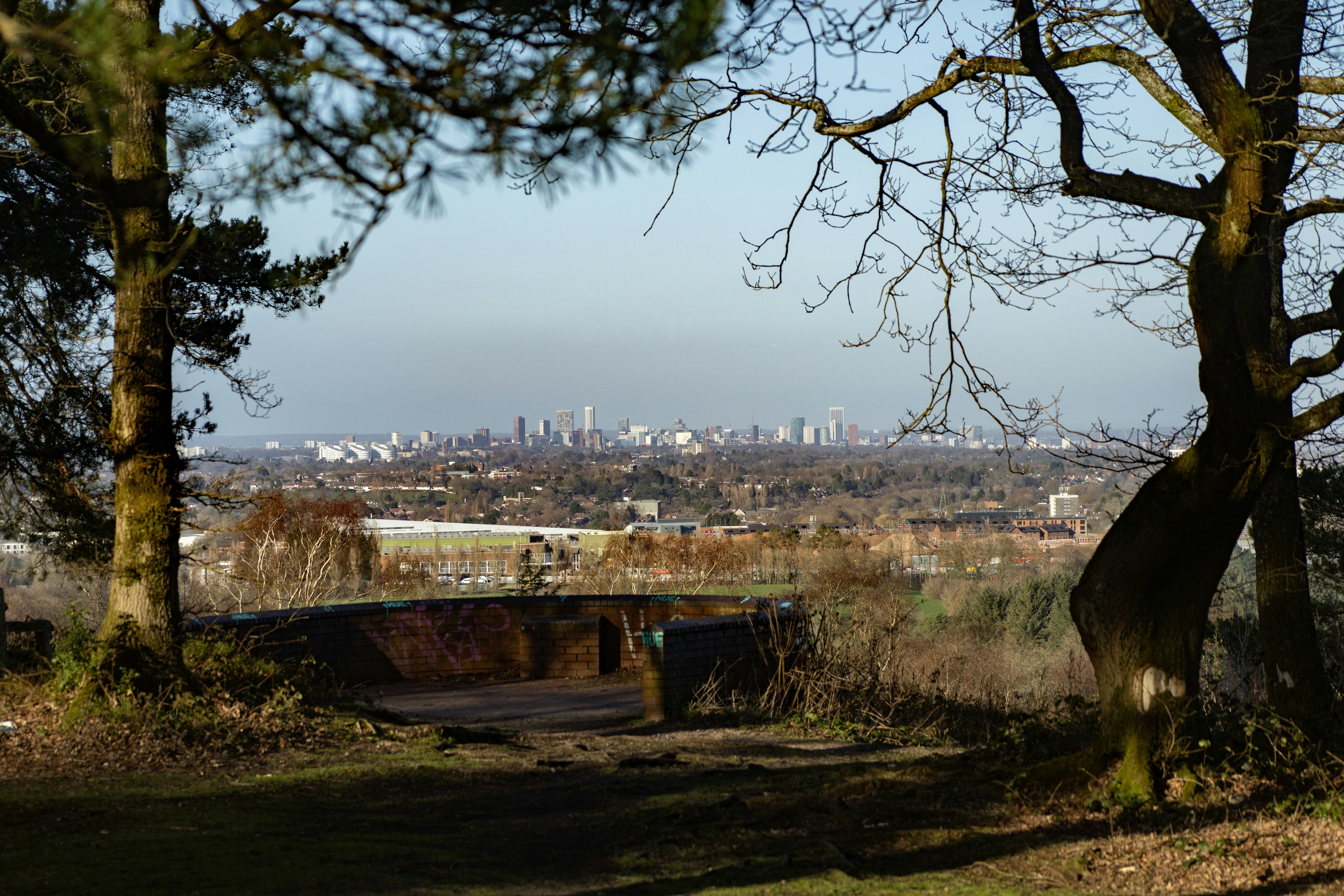 Cityscape Beyond the Framing Trees