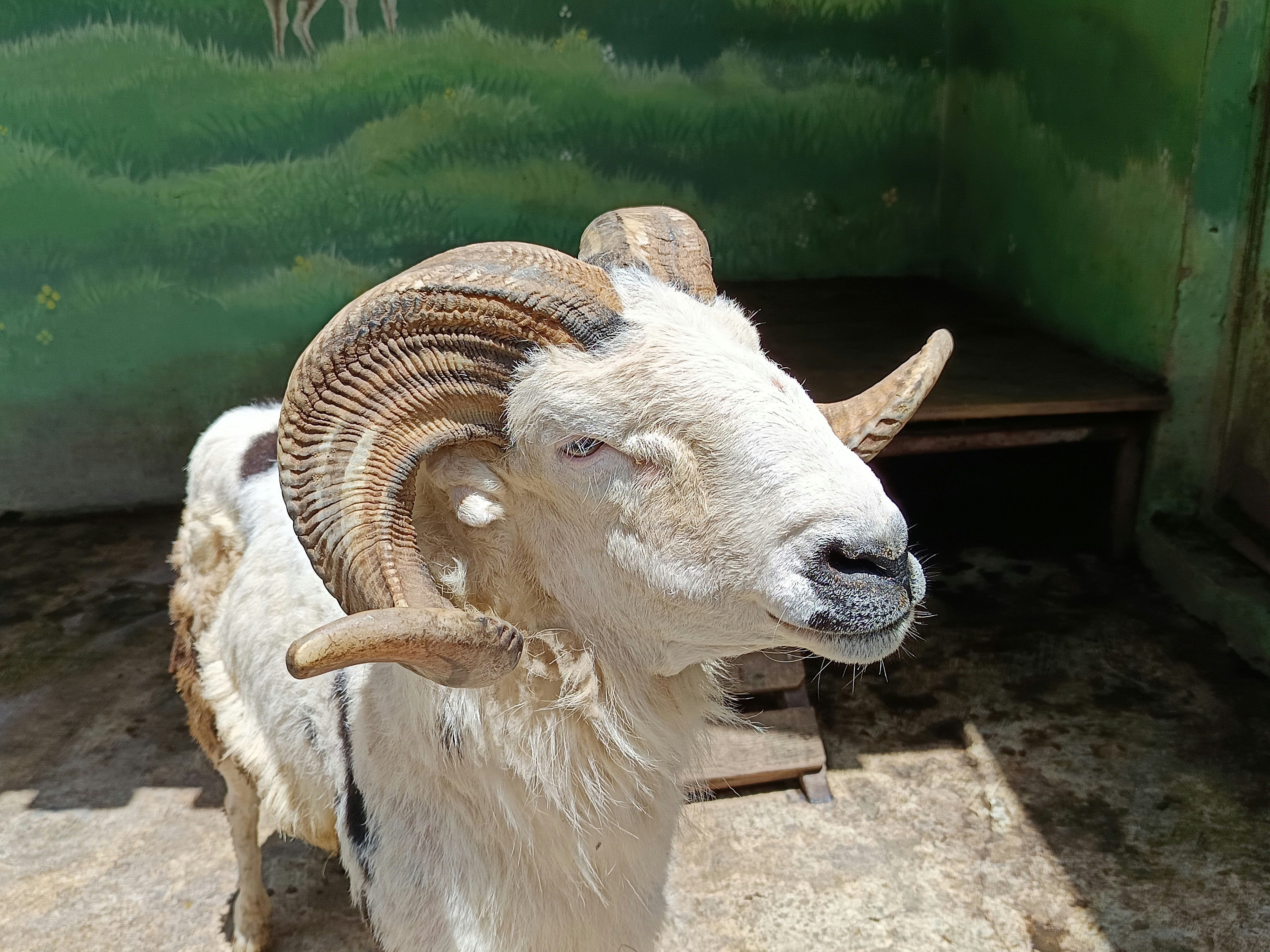 Domba Garut di Eco Active Park, Malang