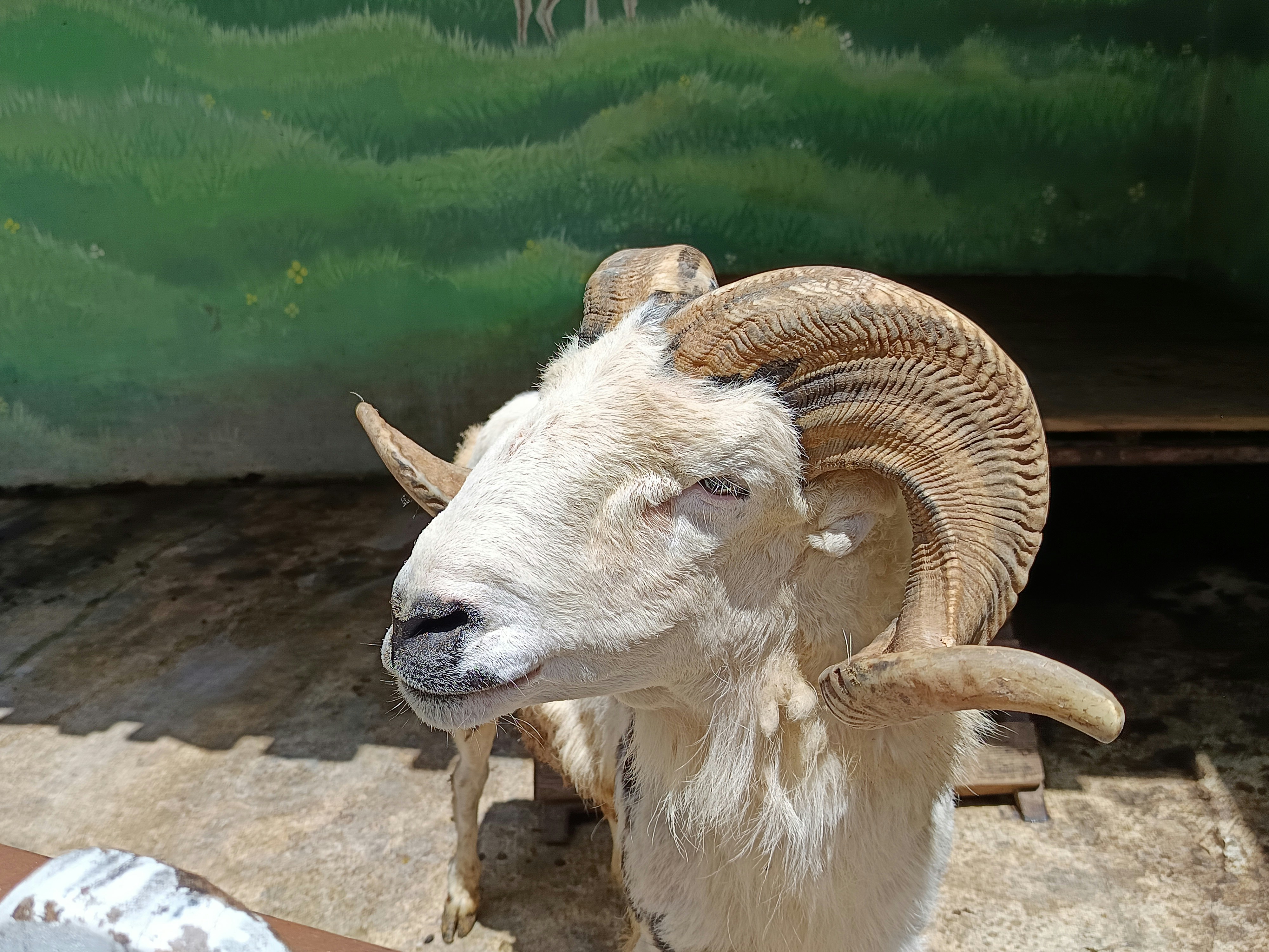 Domba Garut di Eco Active Park, Malang