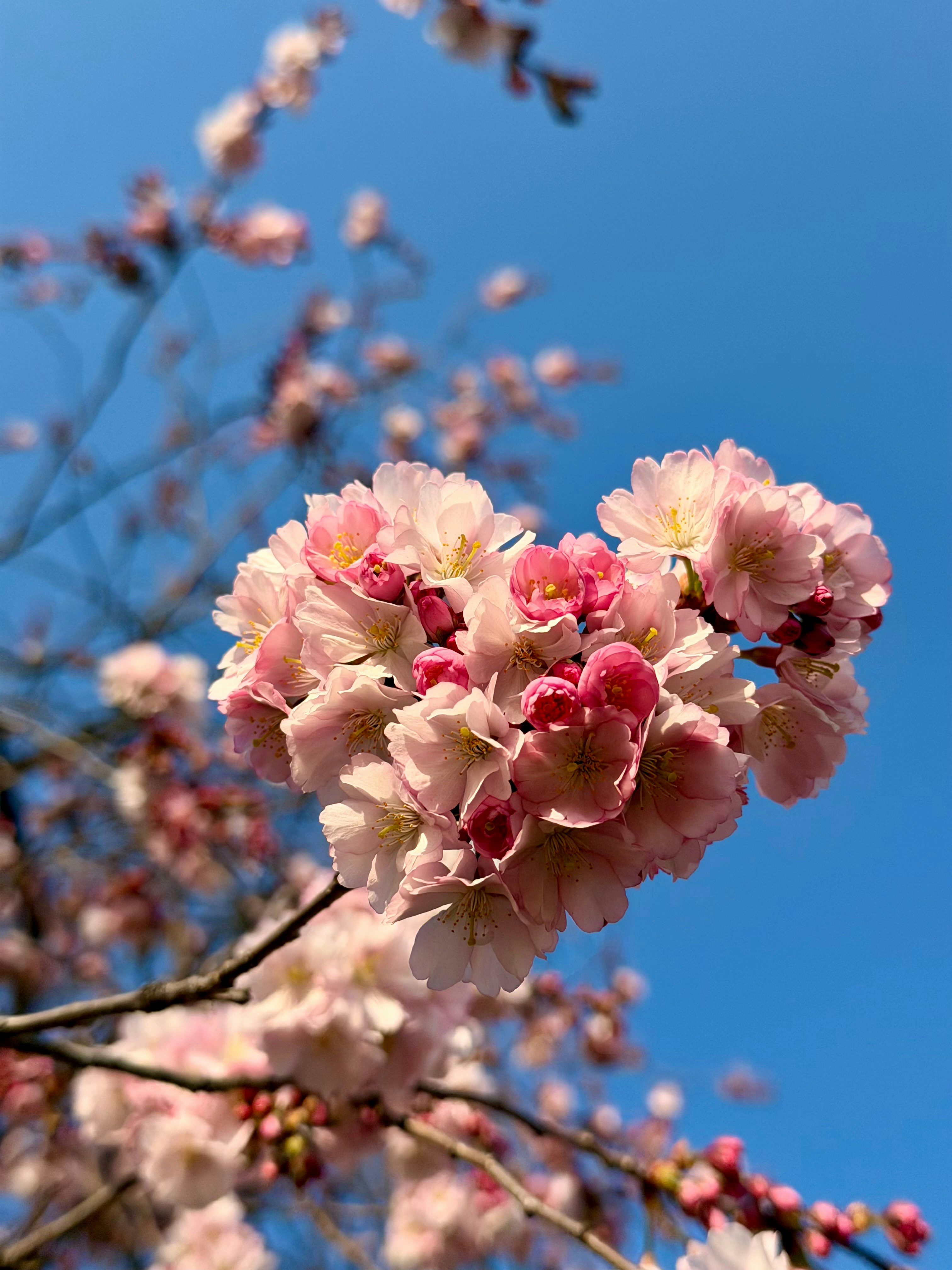 Blossoms in Focus: Pink Cherry Crown against Azure Sky