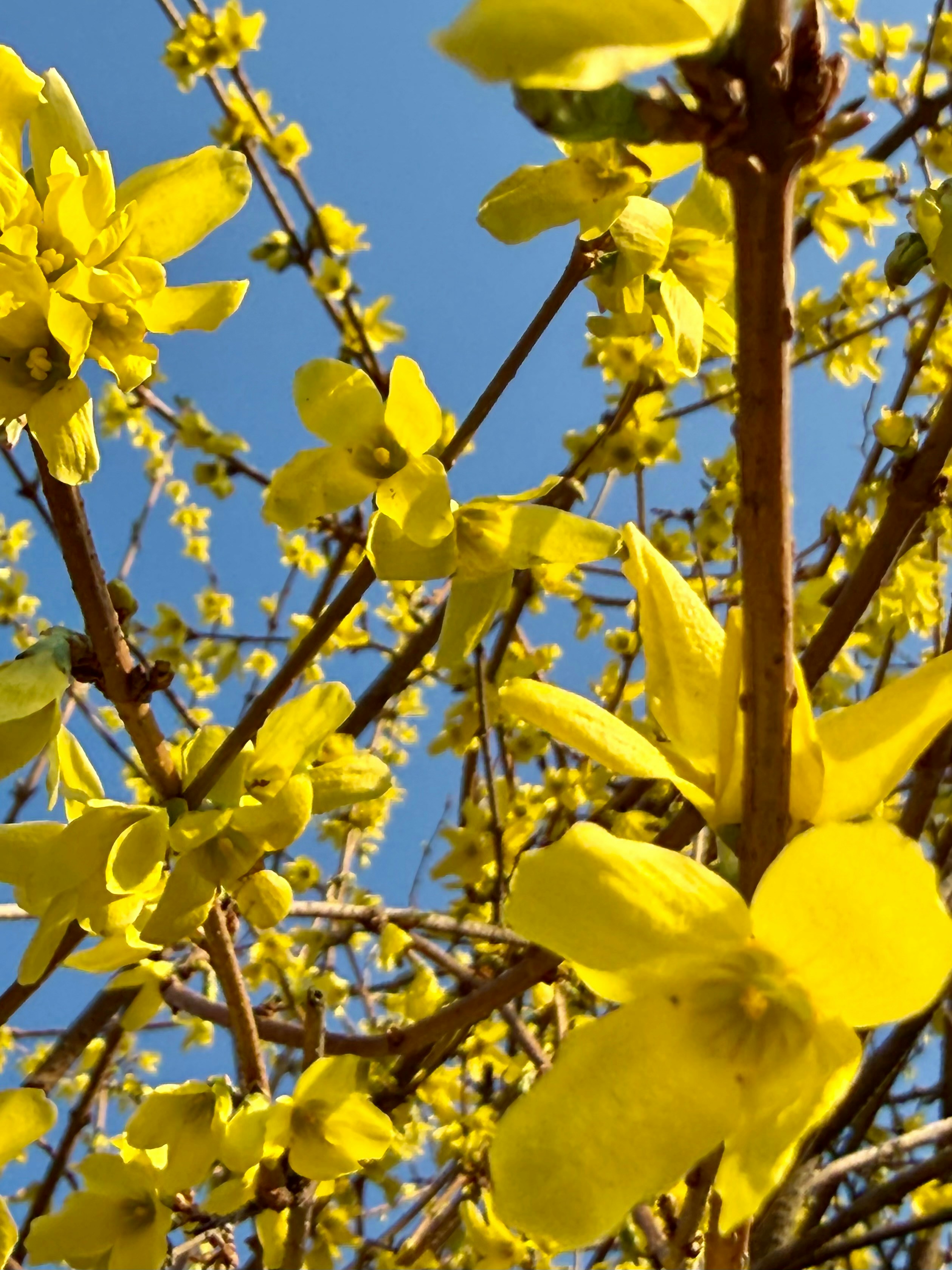 Golden Spring: Branches of Bright Yellow Blooms against a Clear Sky