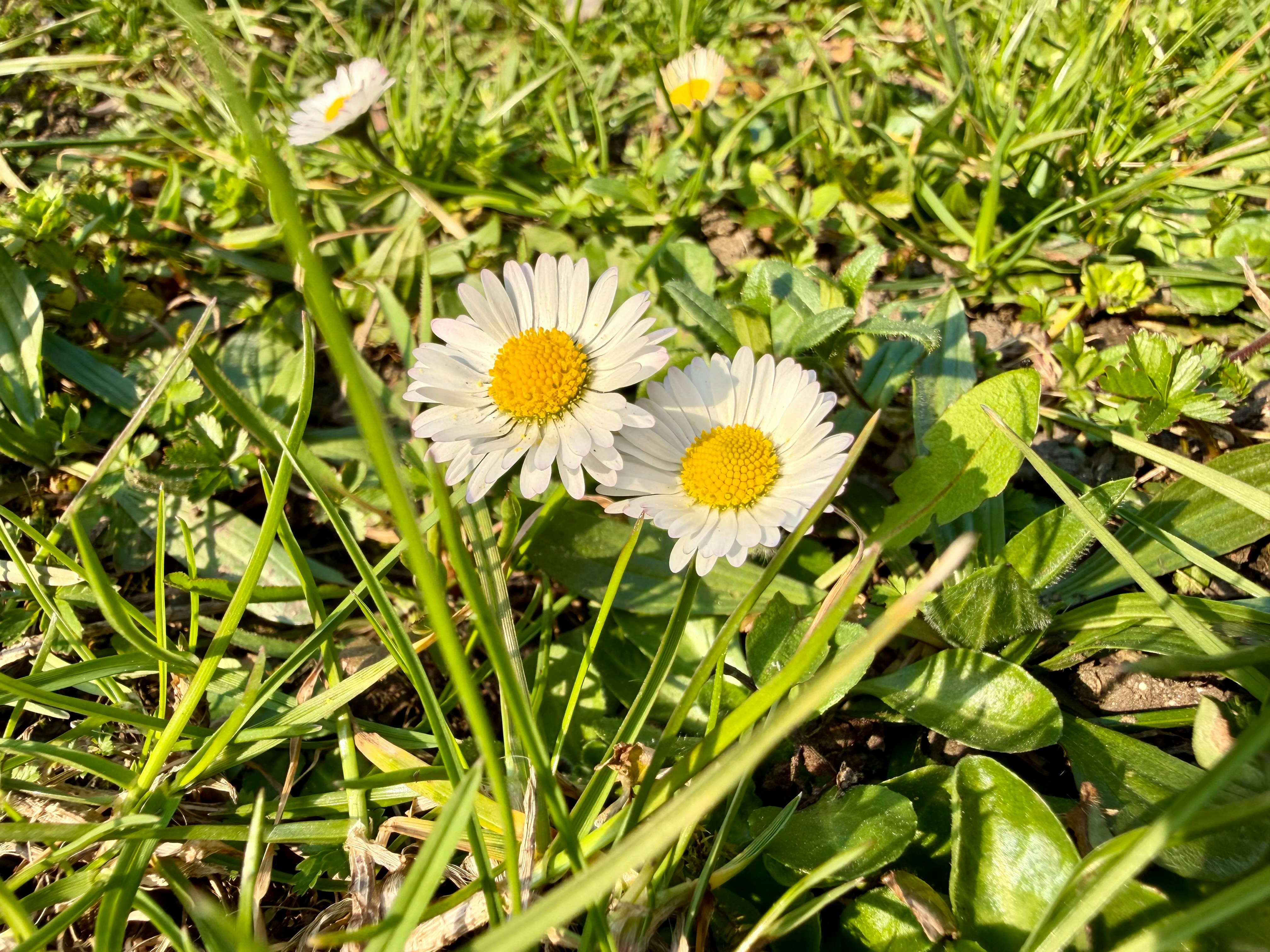 Daisy duet in sunlit lawn