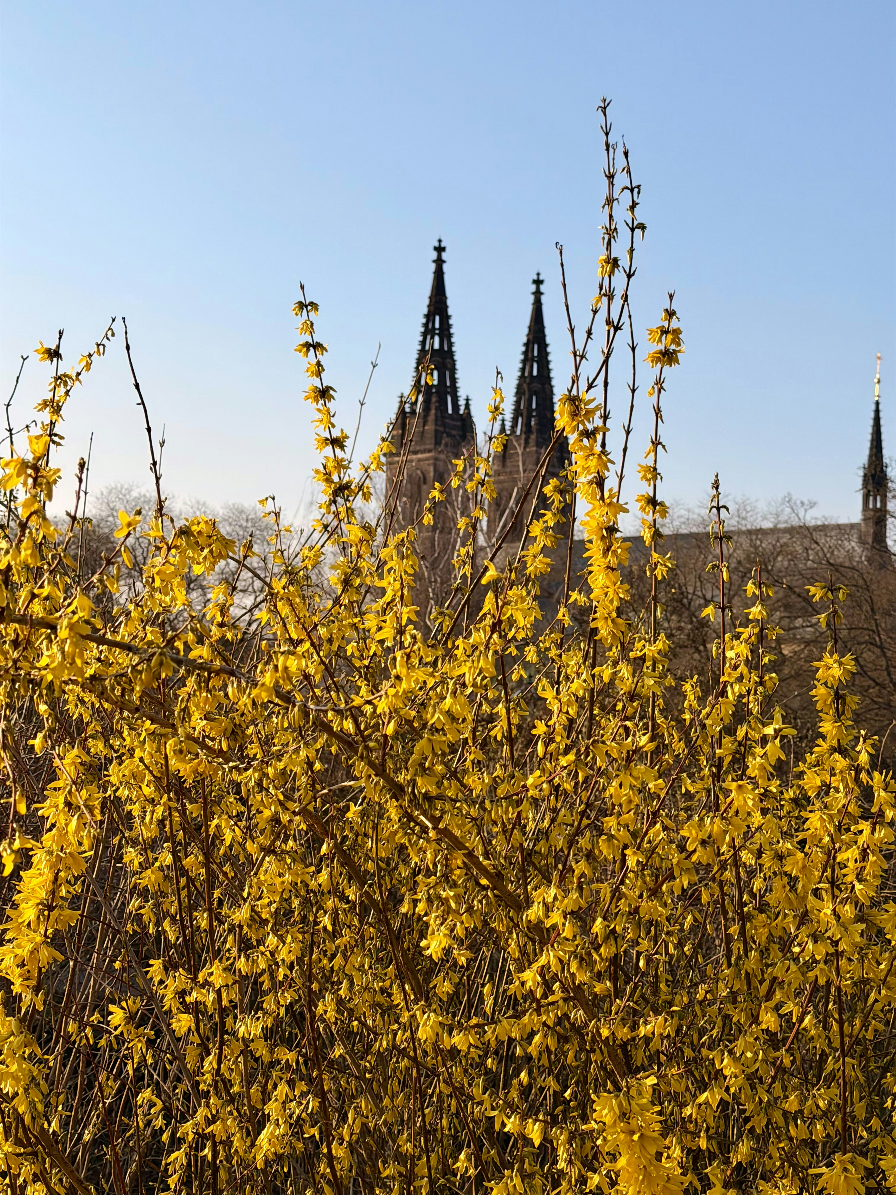 Golden Wake: Bright Forsythia Framing Gothic Spires