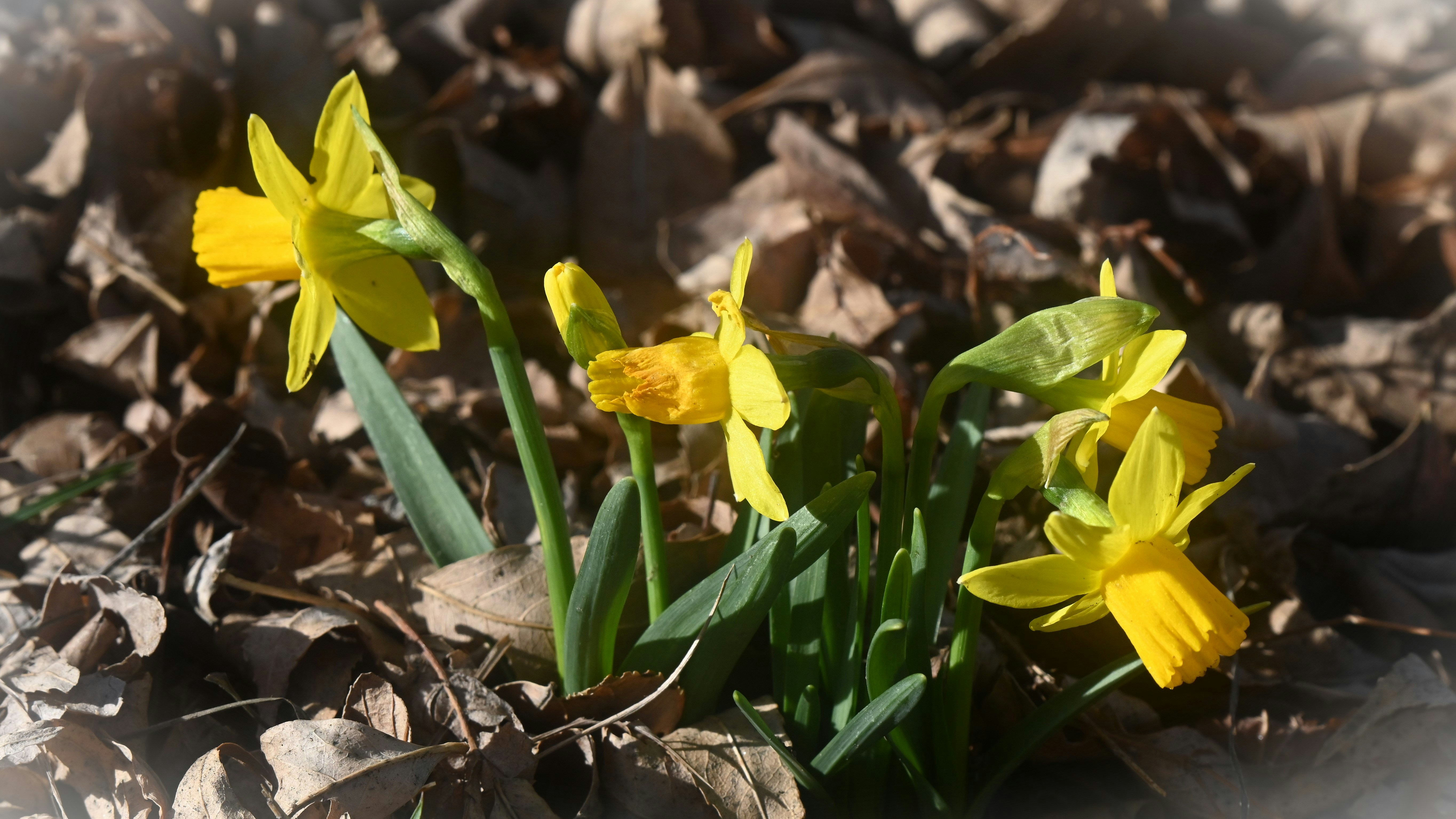 Bright Spring Nods: Yellow Narcissi Emerging from Fallen Leaves