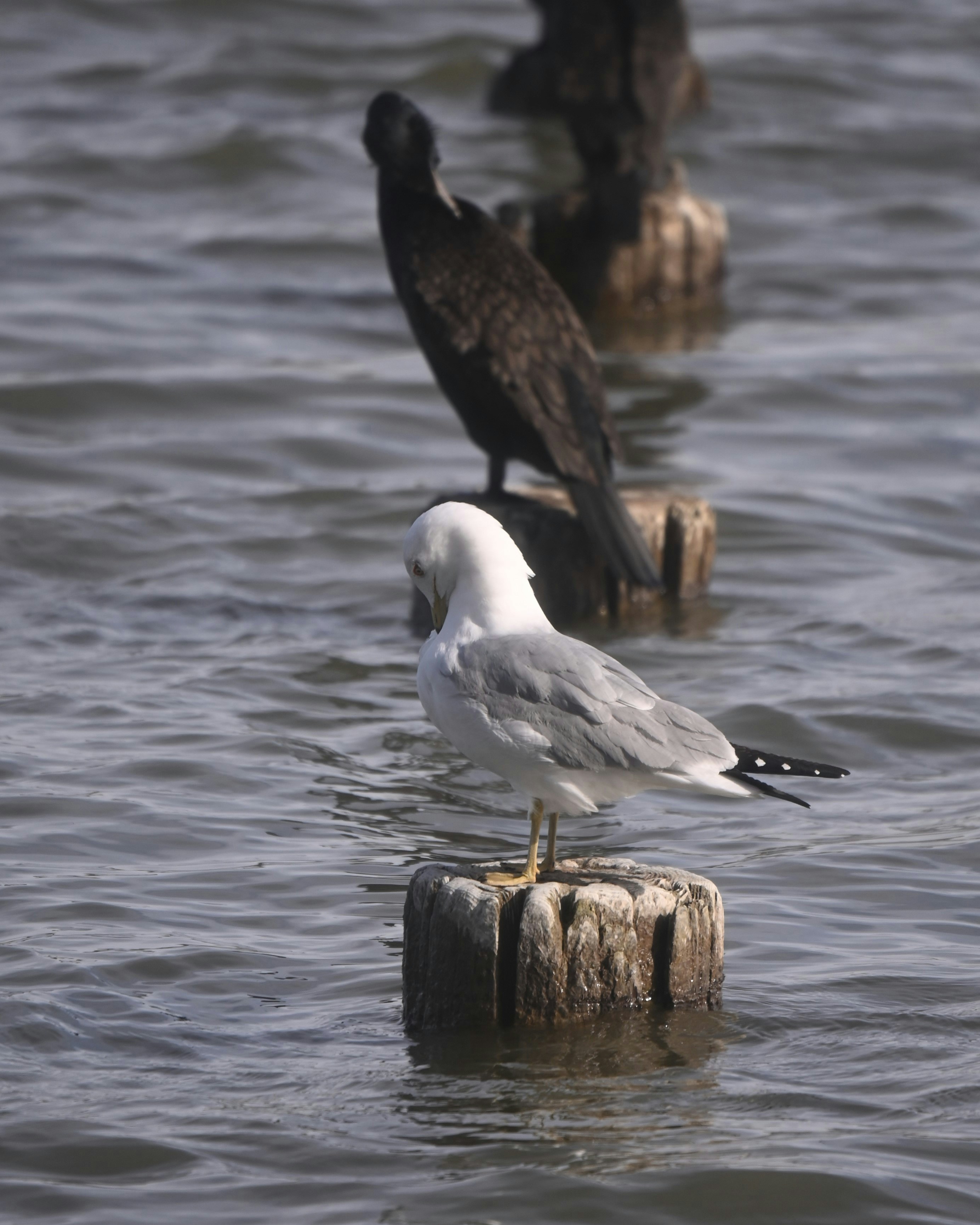 Glow of the White Gull: Quiet Perch on a Weathered Post