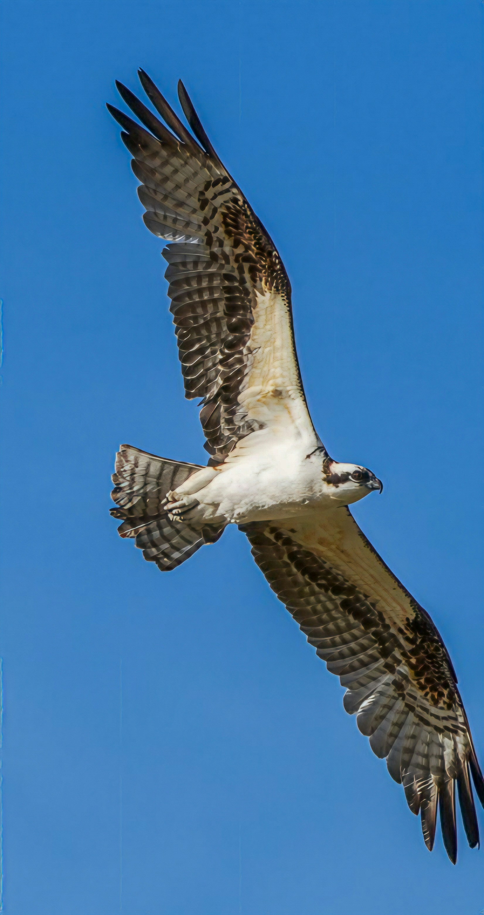 Soaring Watcher: A Peregrine against a Clear Blue Sky