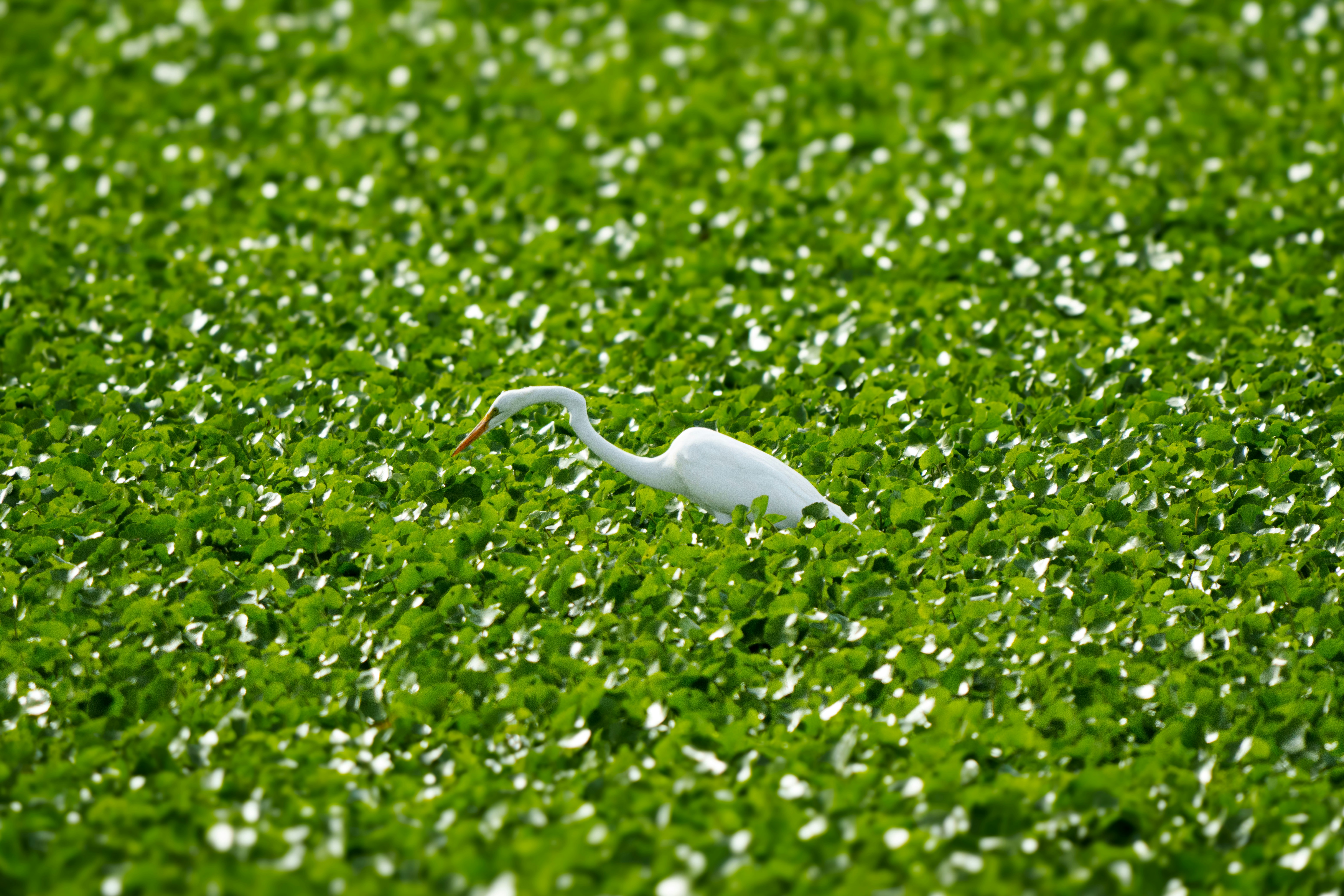 White Heron Among Green Carpets: A Quiet Ground-Level Encounter