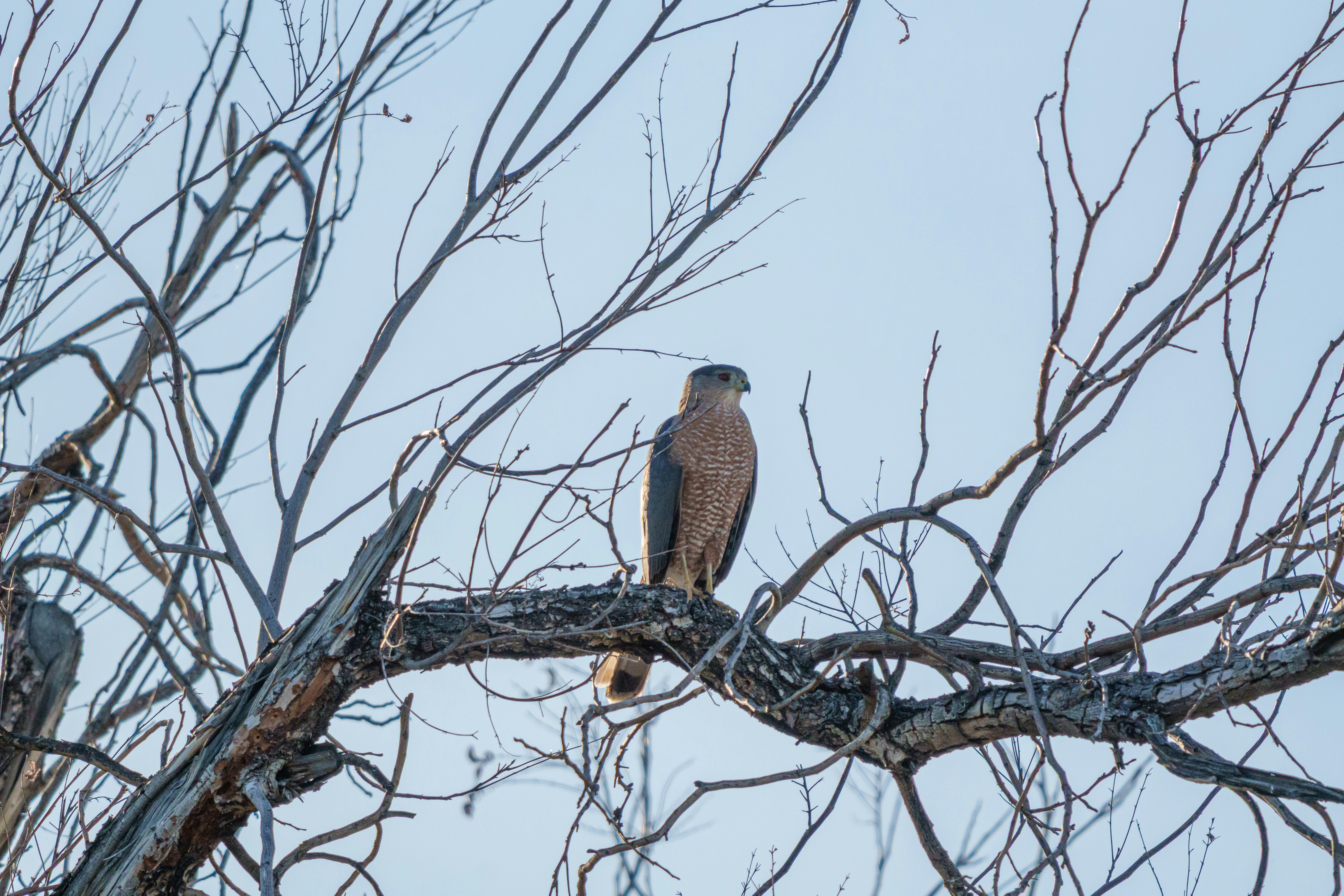 Perched Power: A Red-Shouldered Hawk Maps the Sky