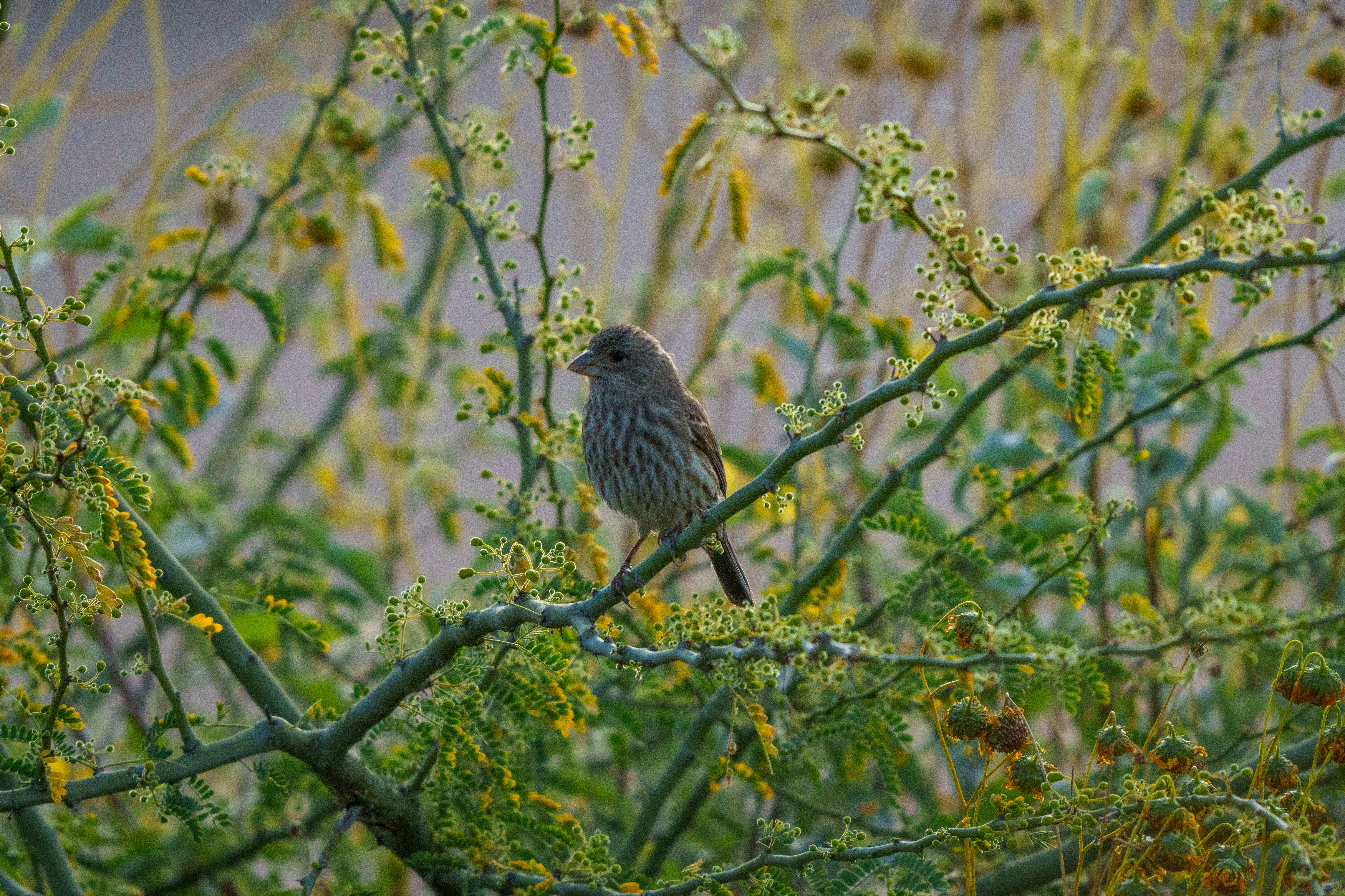 Quiet Warbler Amid Yellow-Flowered Branches