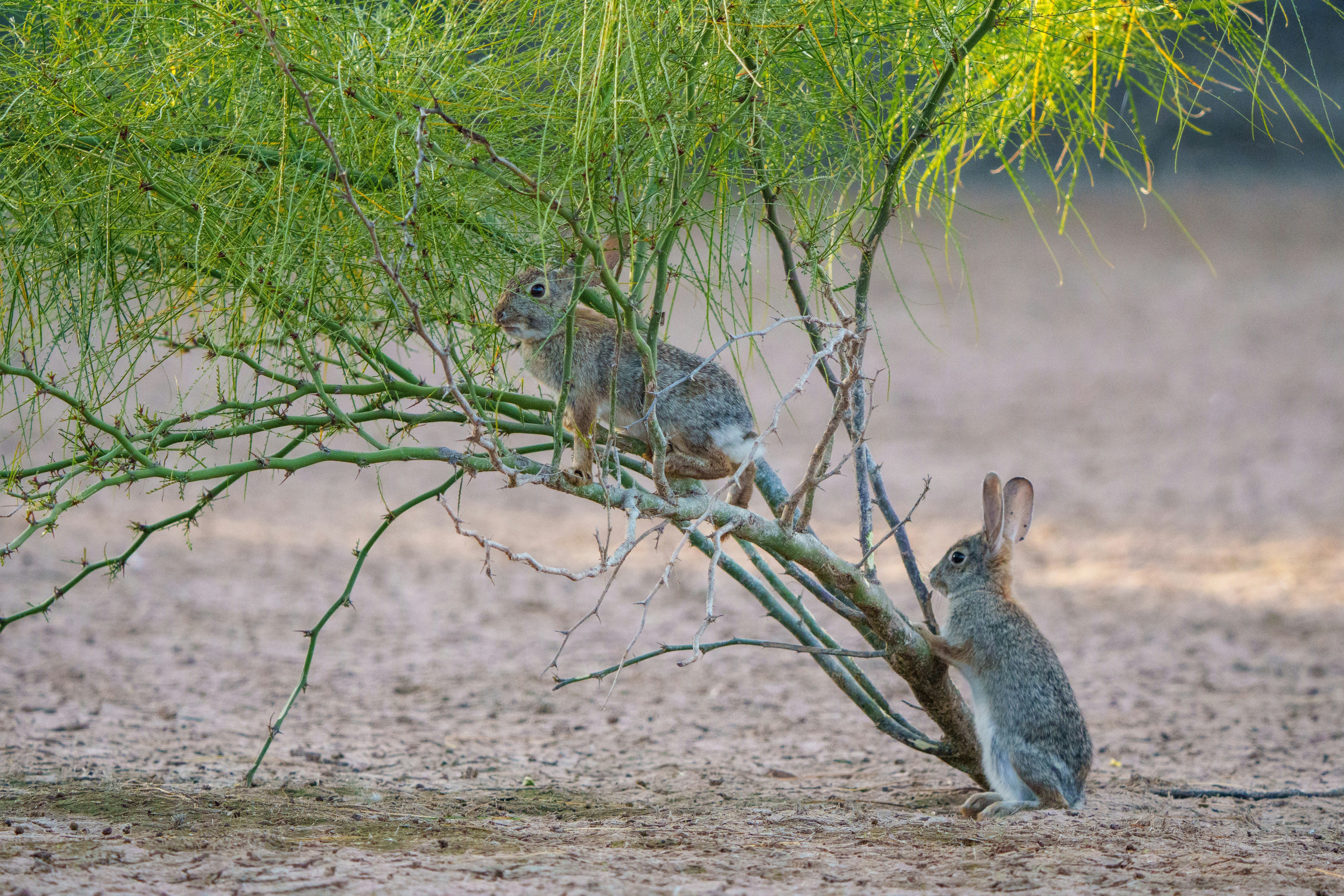 Squirrel Pair on a Branch: Quiet Boundary Between Ground and Green Canopy