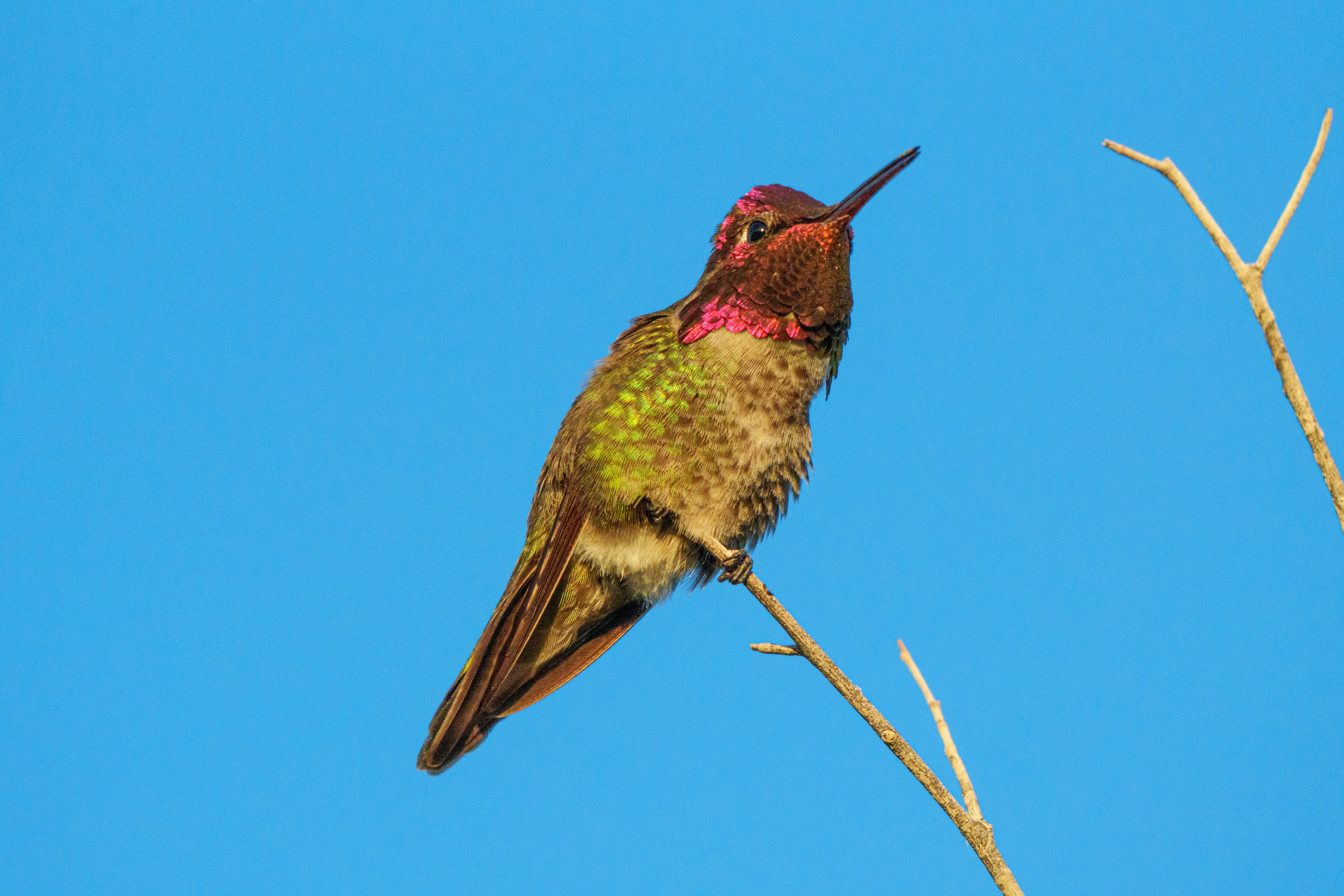 Hummingbird on a summer twig under a clear blue sky