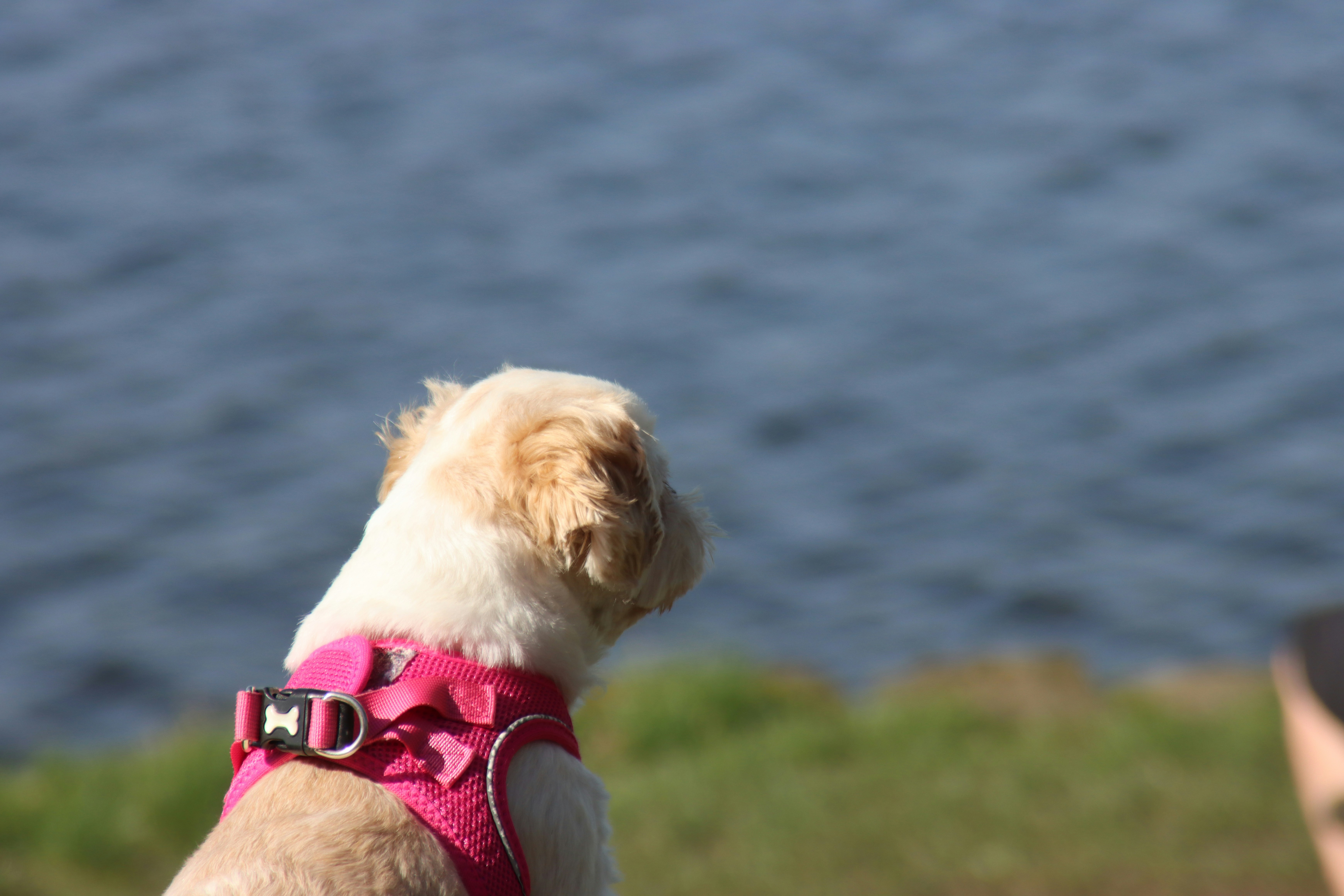 Toward the Shore: A Dog Adrift in Pink