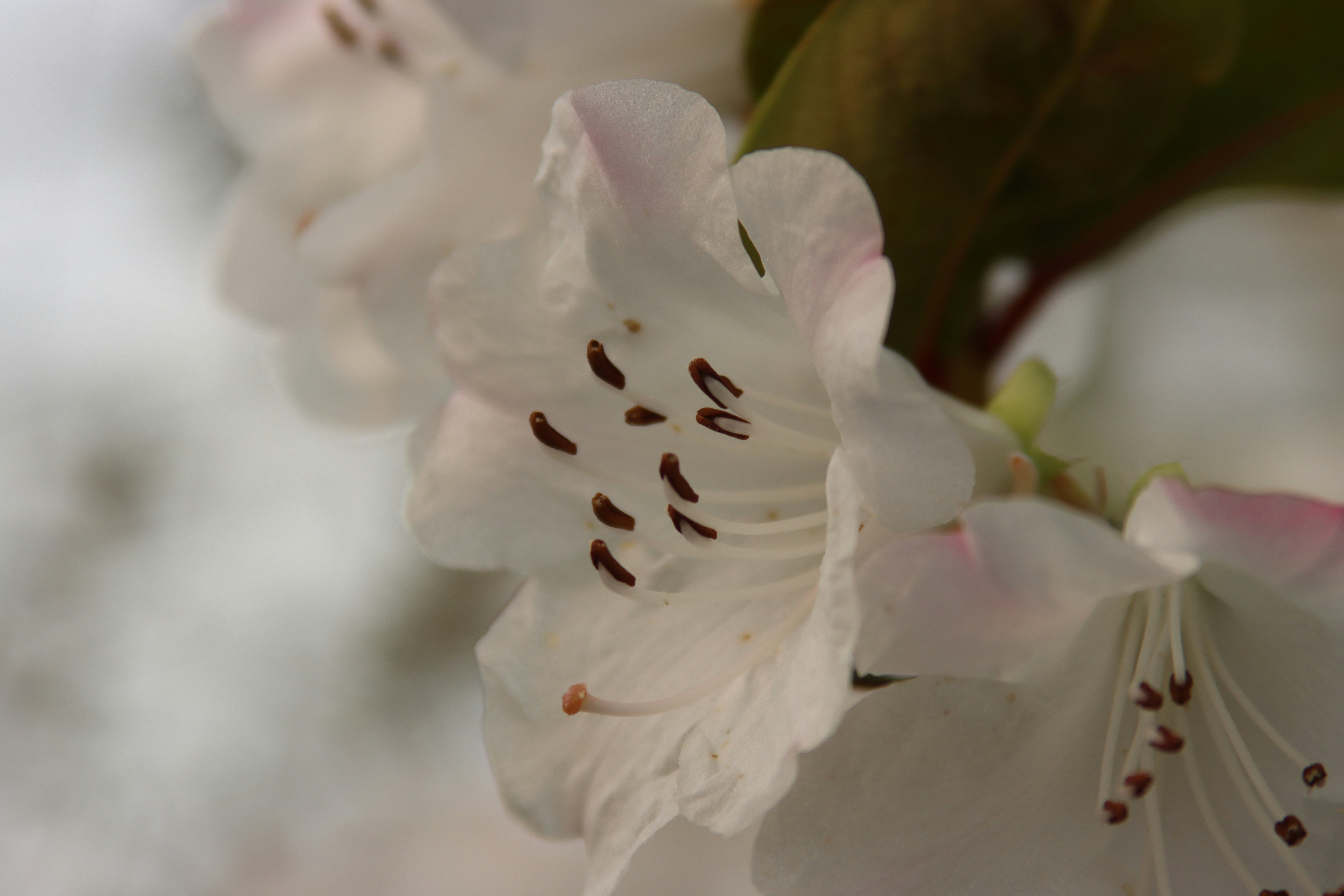 Soft Blooms in Subdued Light