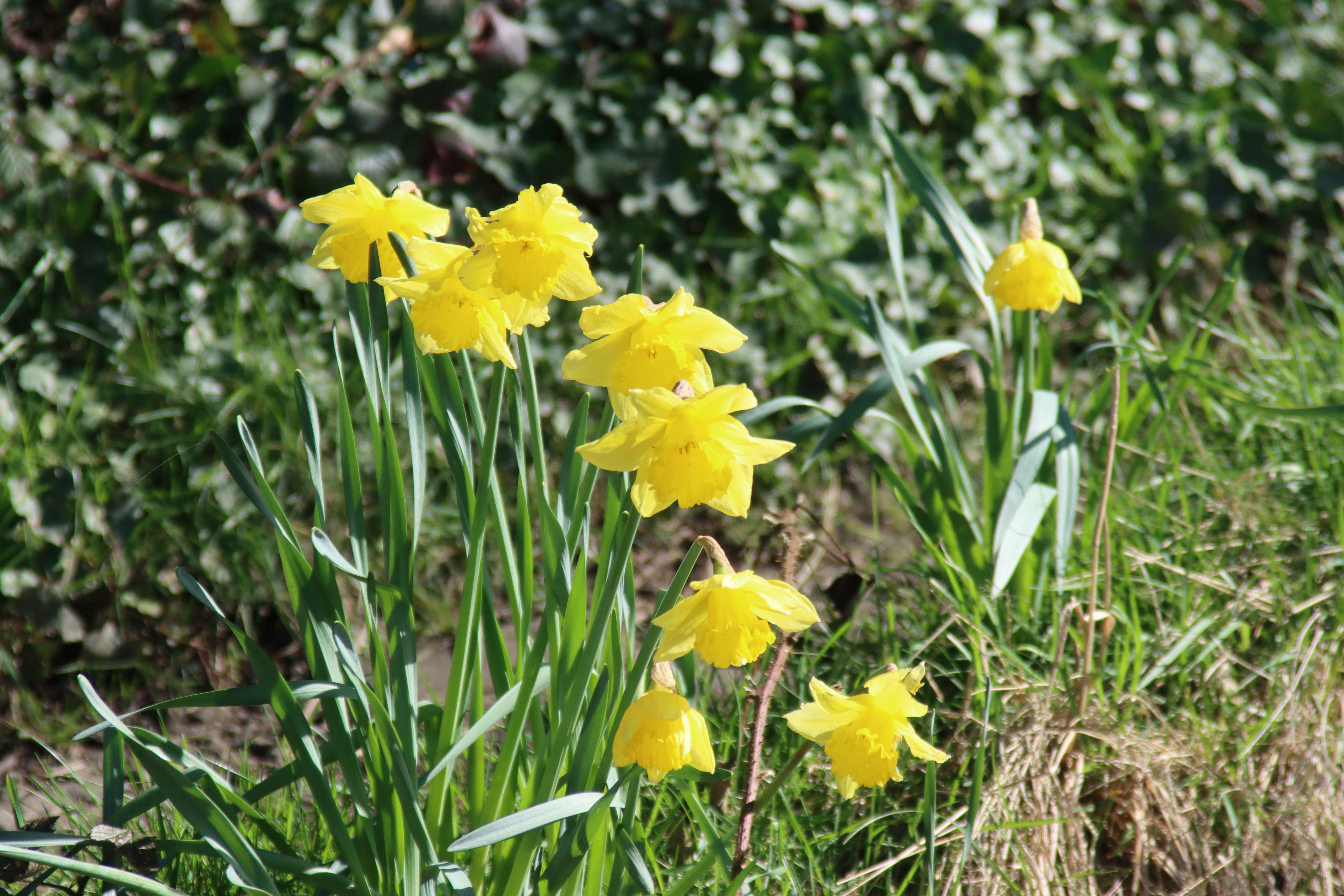 Bright Daffodils Rising from a Sunlit Meadow