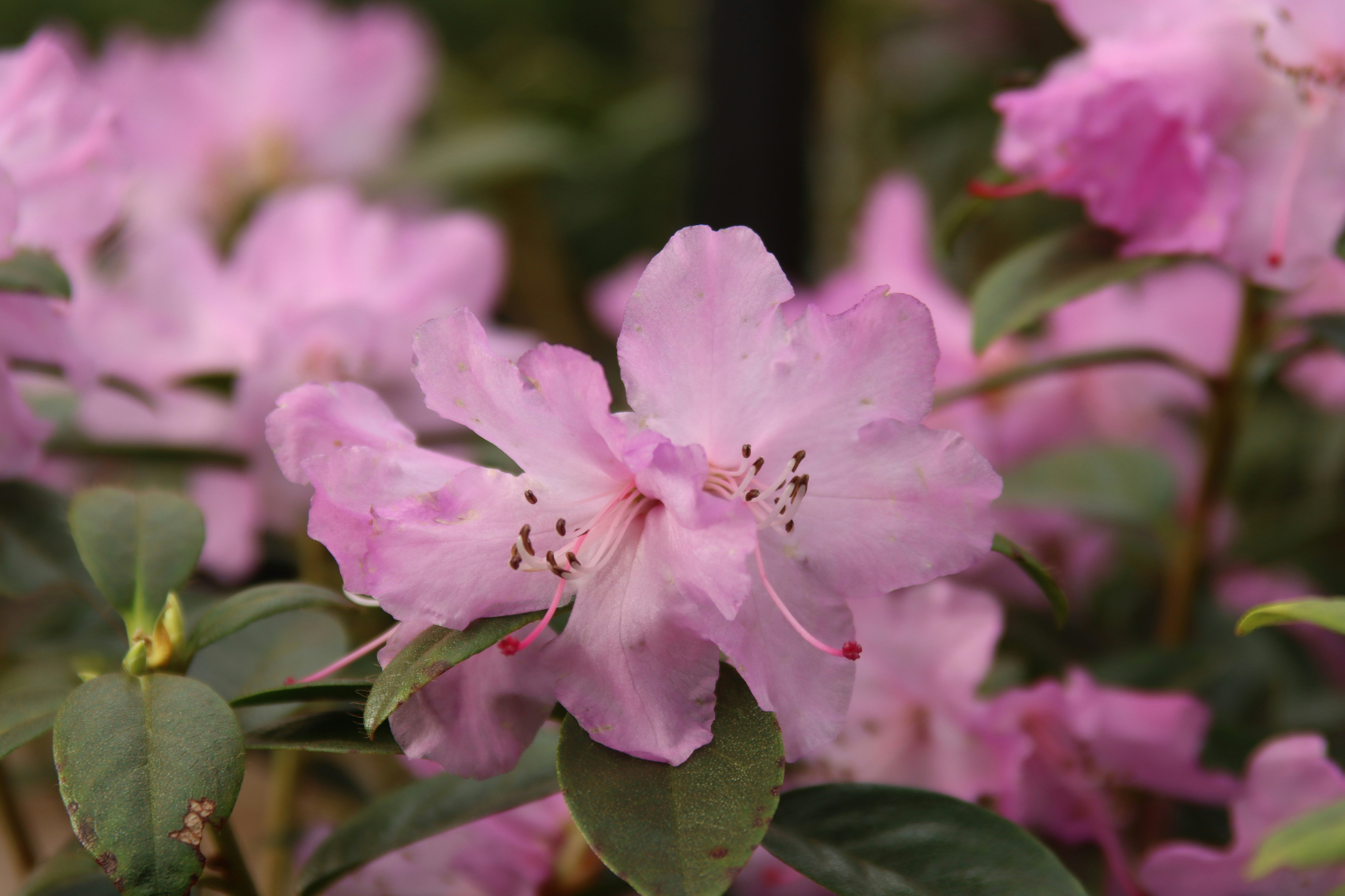 Pink Petal Bloom: A Quiet Moment in the Garden