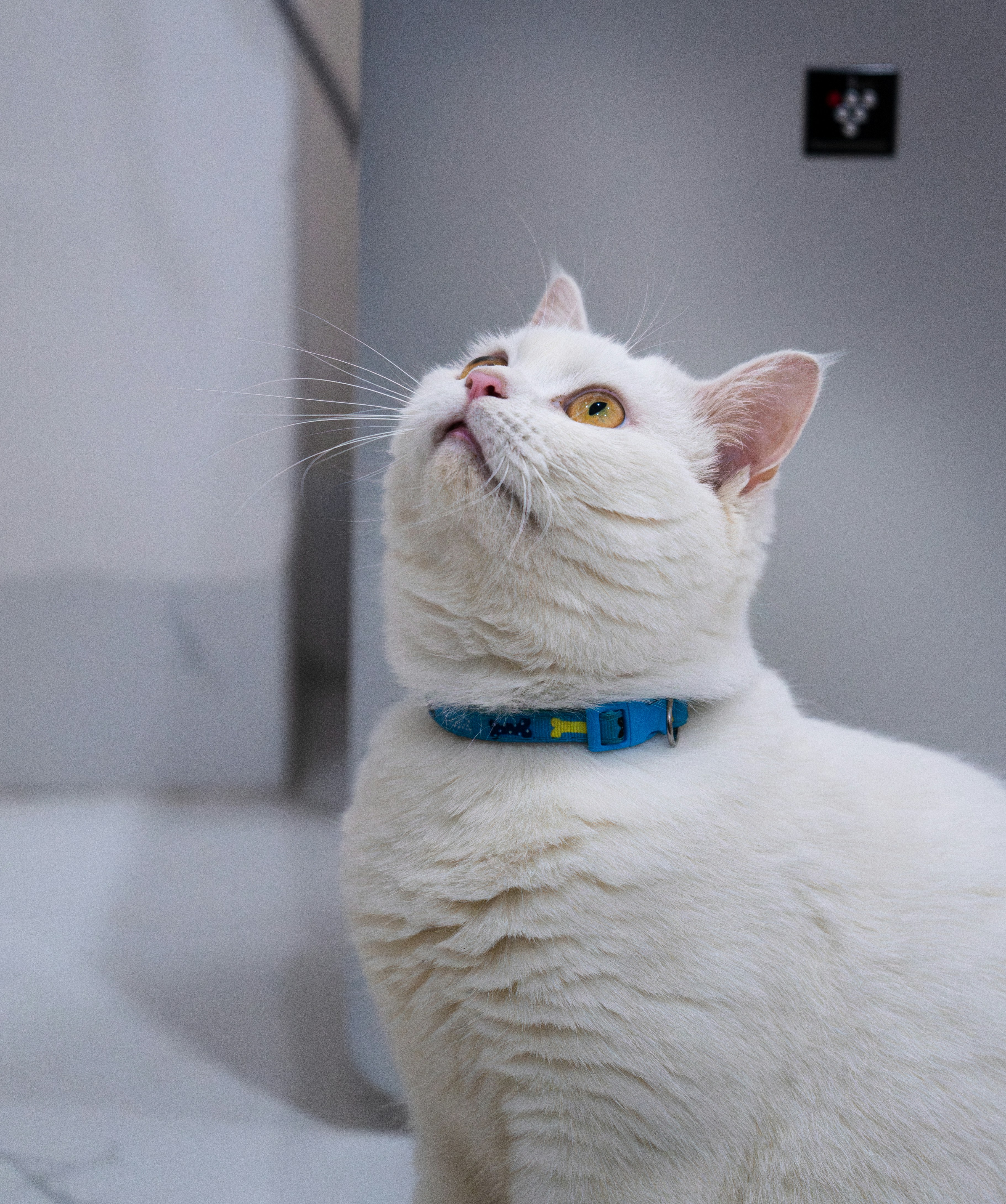 White Cat in Curious Gaze Beneath Industrial Light