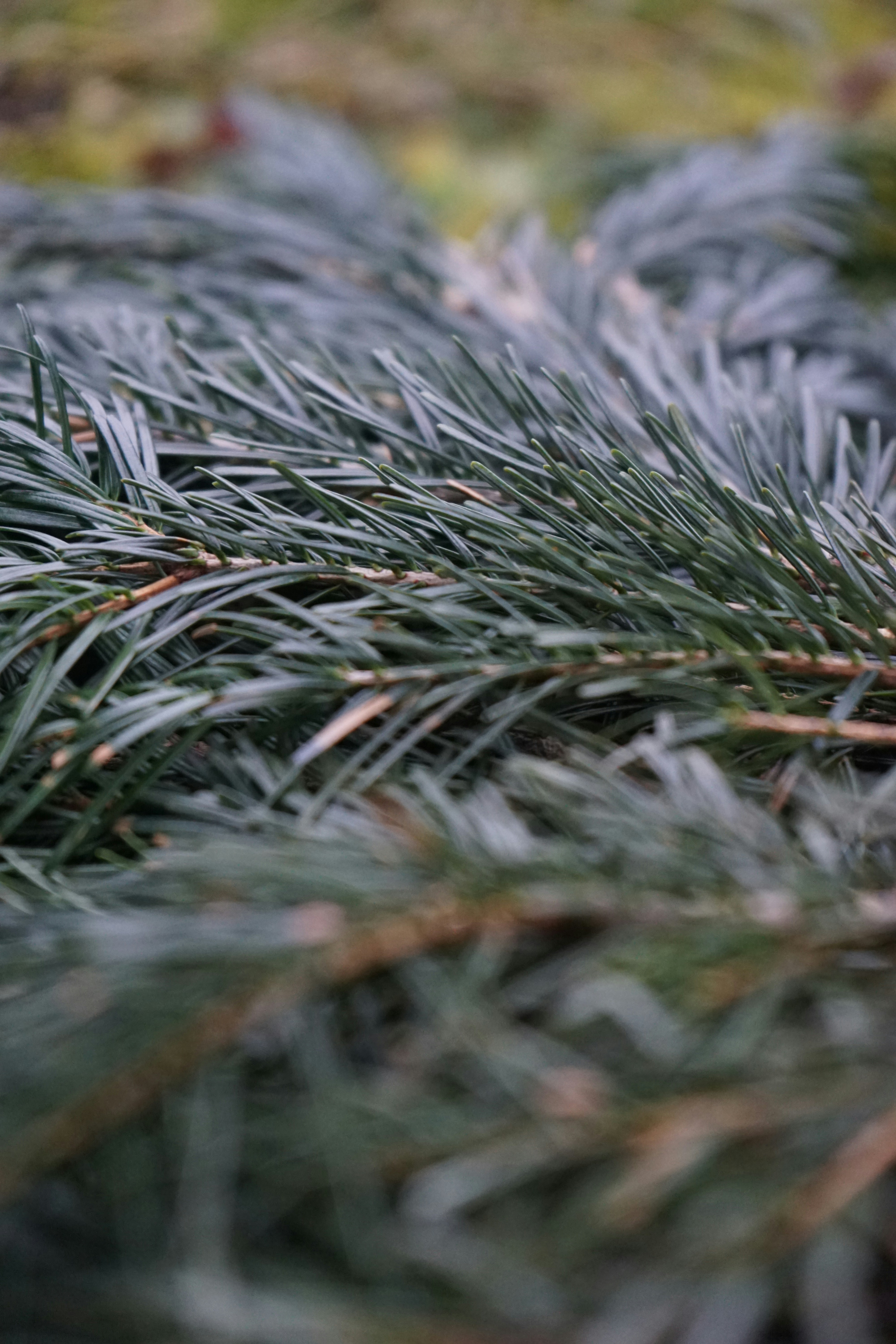 Pine Needle Fragments in Quiet Focus