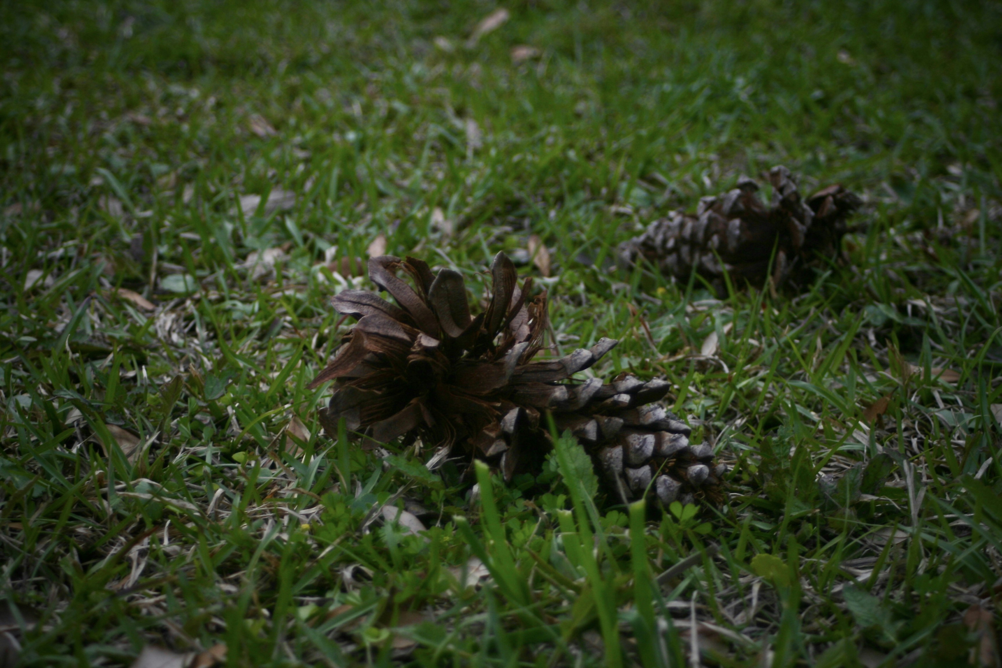 Grounded Cones in Dappled Grass