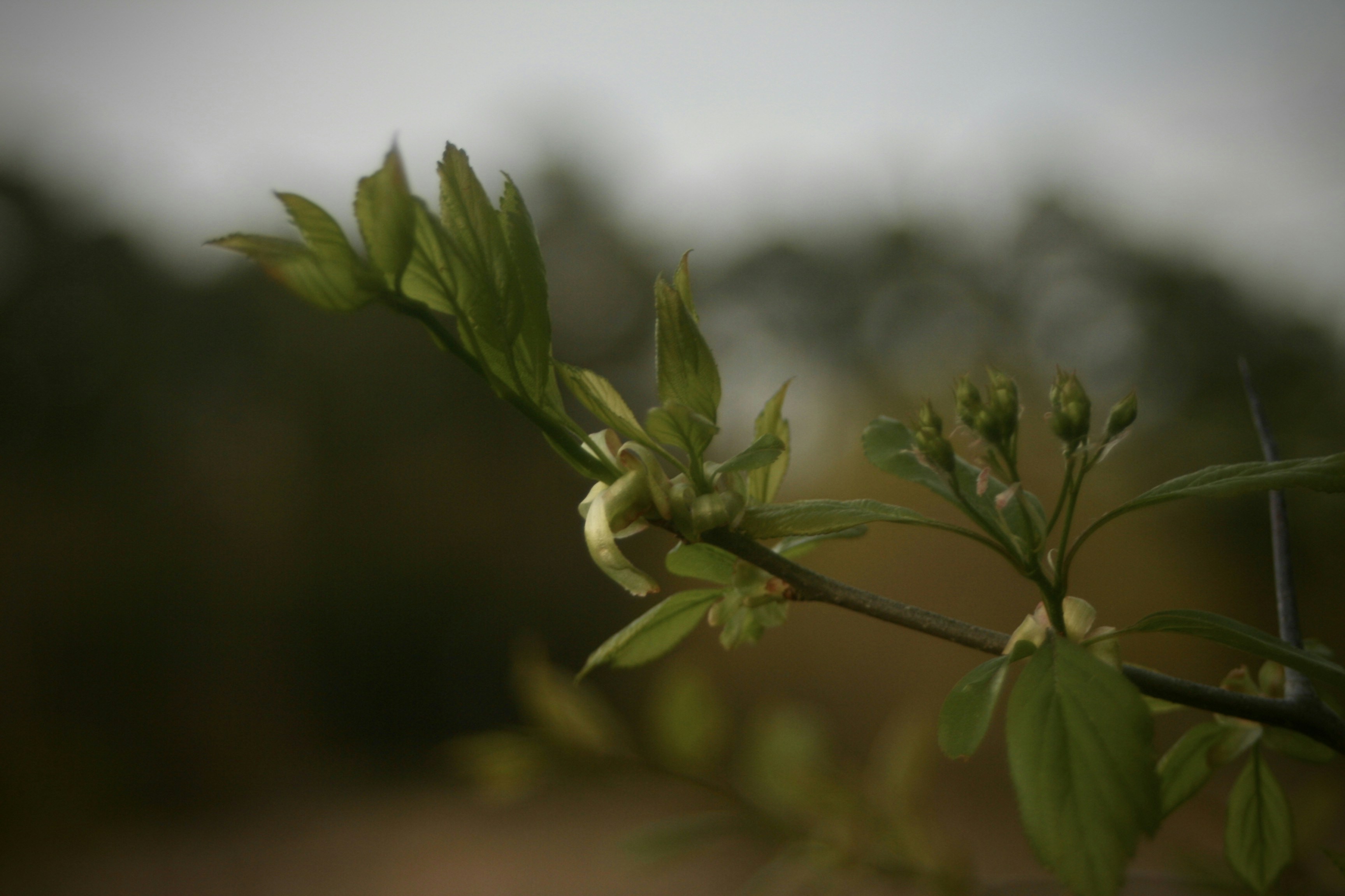Tender Buds on a Quiet Branch