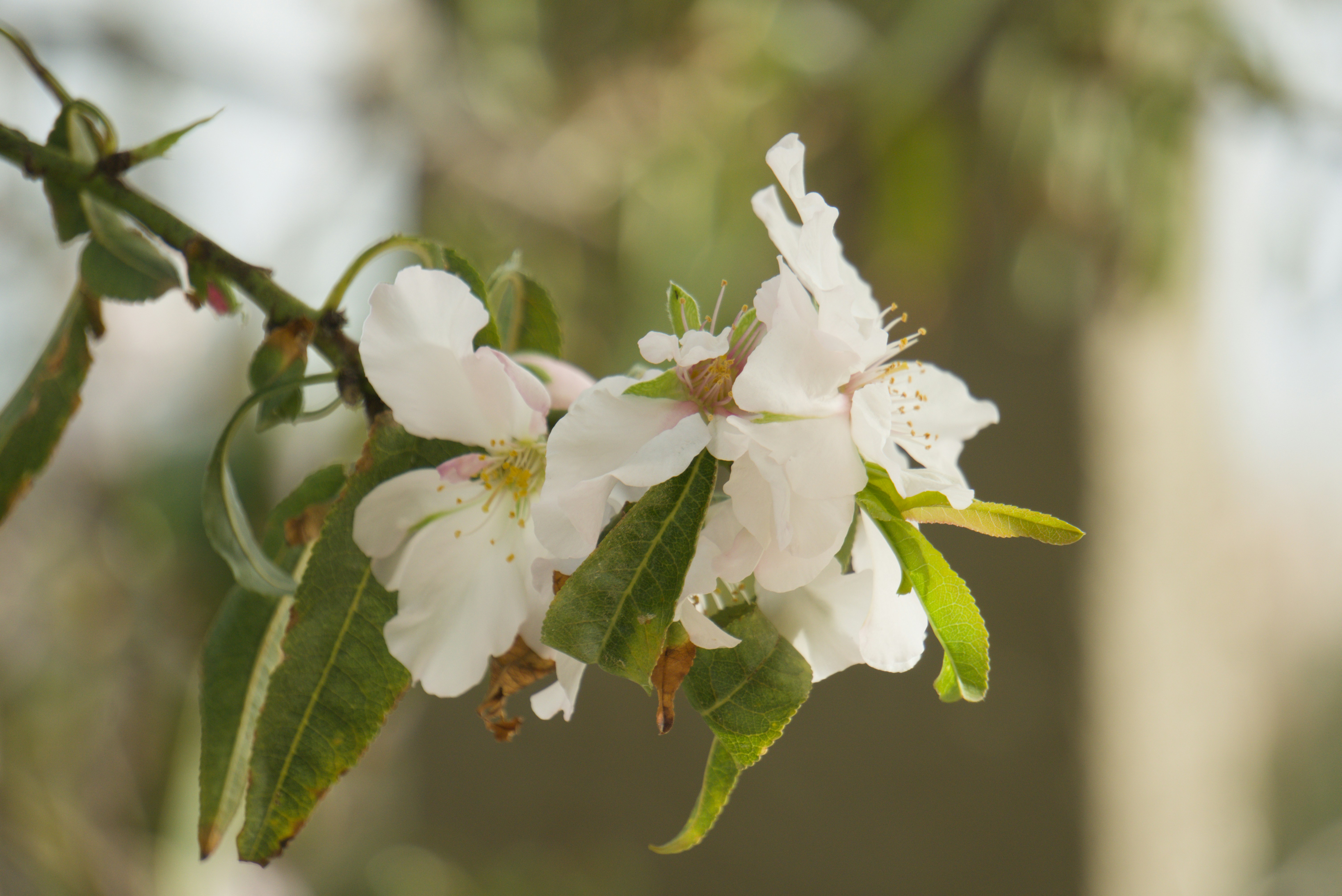 Whispering Petals: A Blooming Apple Blossom in Soft Focus