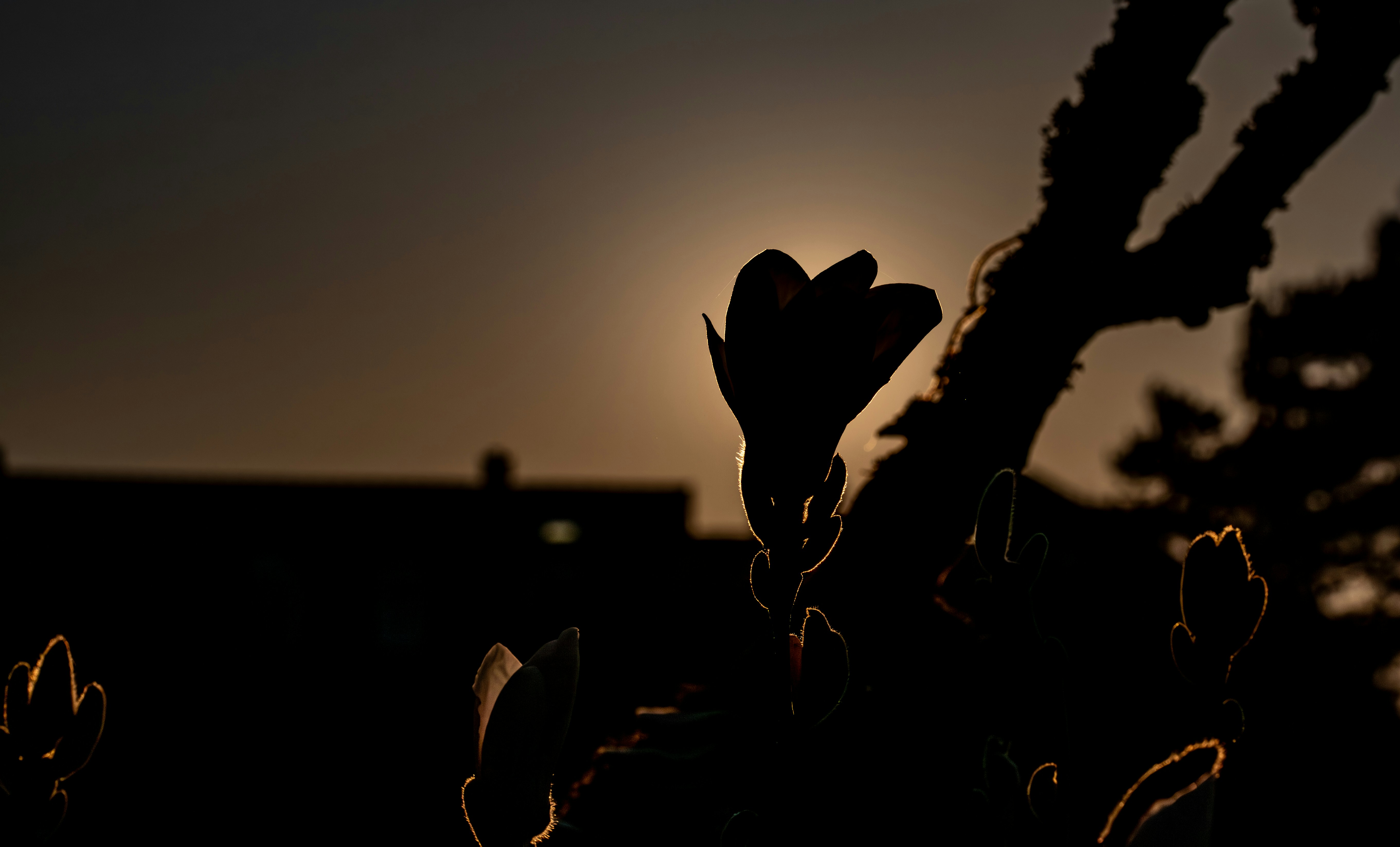 Sunset Silhouette: A Quiet Bloom Against the Dusk