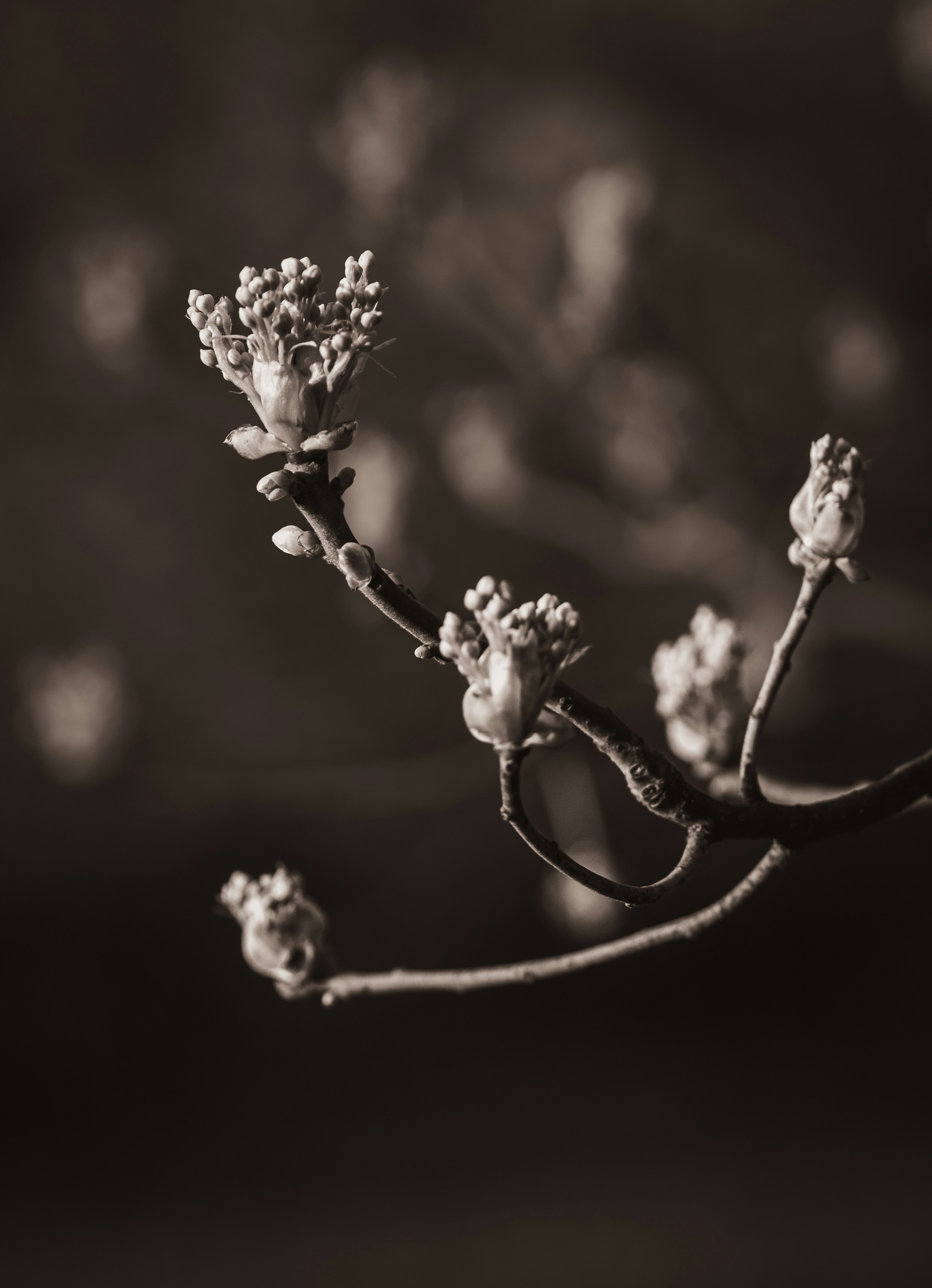 Bud of Silence: A Sepia Close on the Quiet Branch