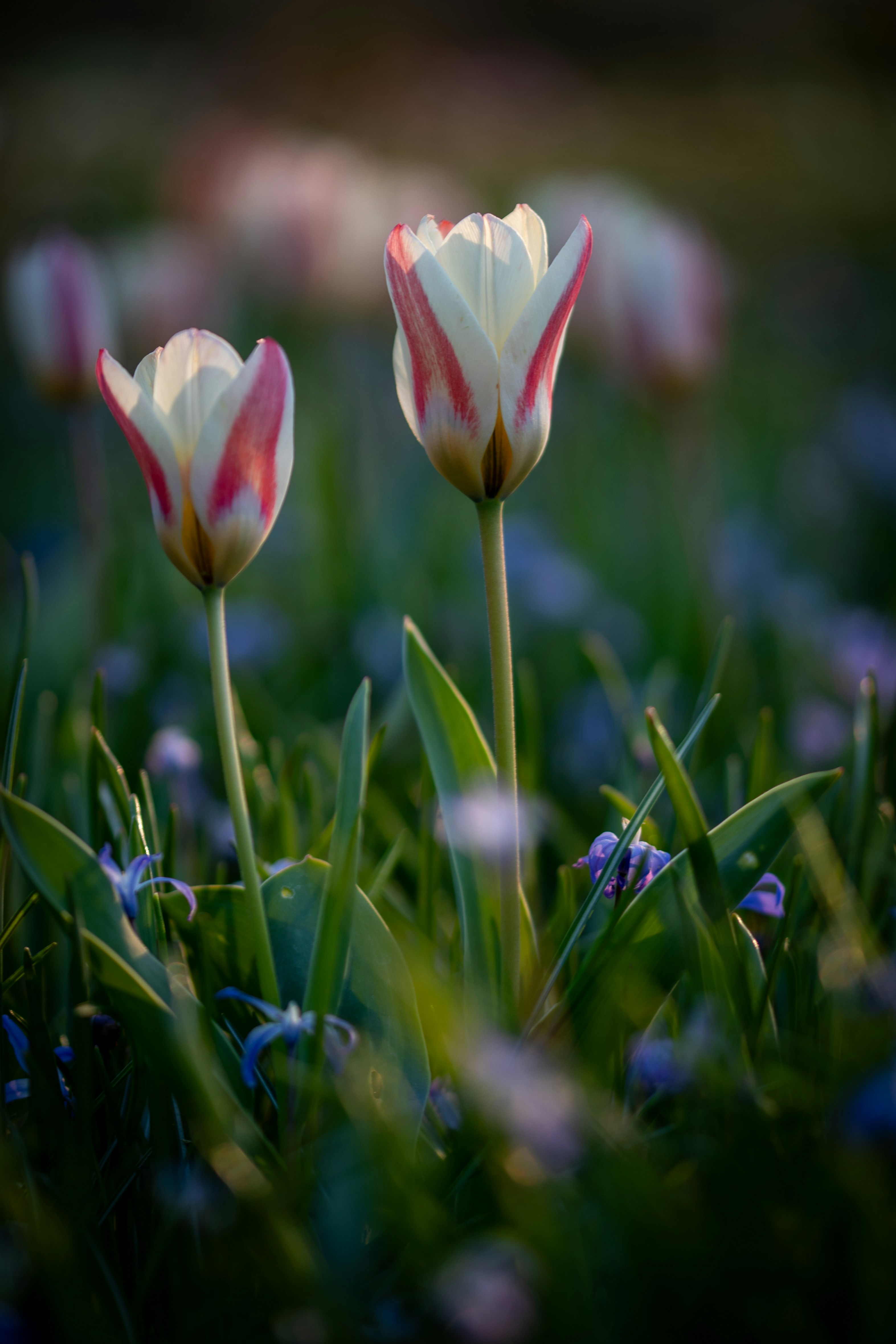 Undying Tulip Duo in Soft Evening Field