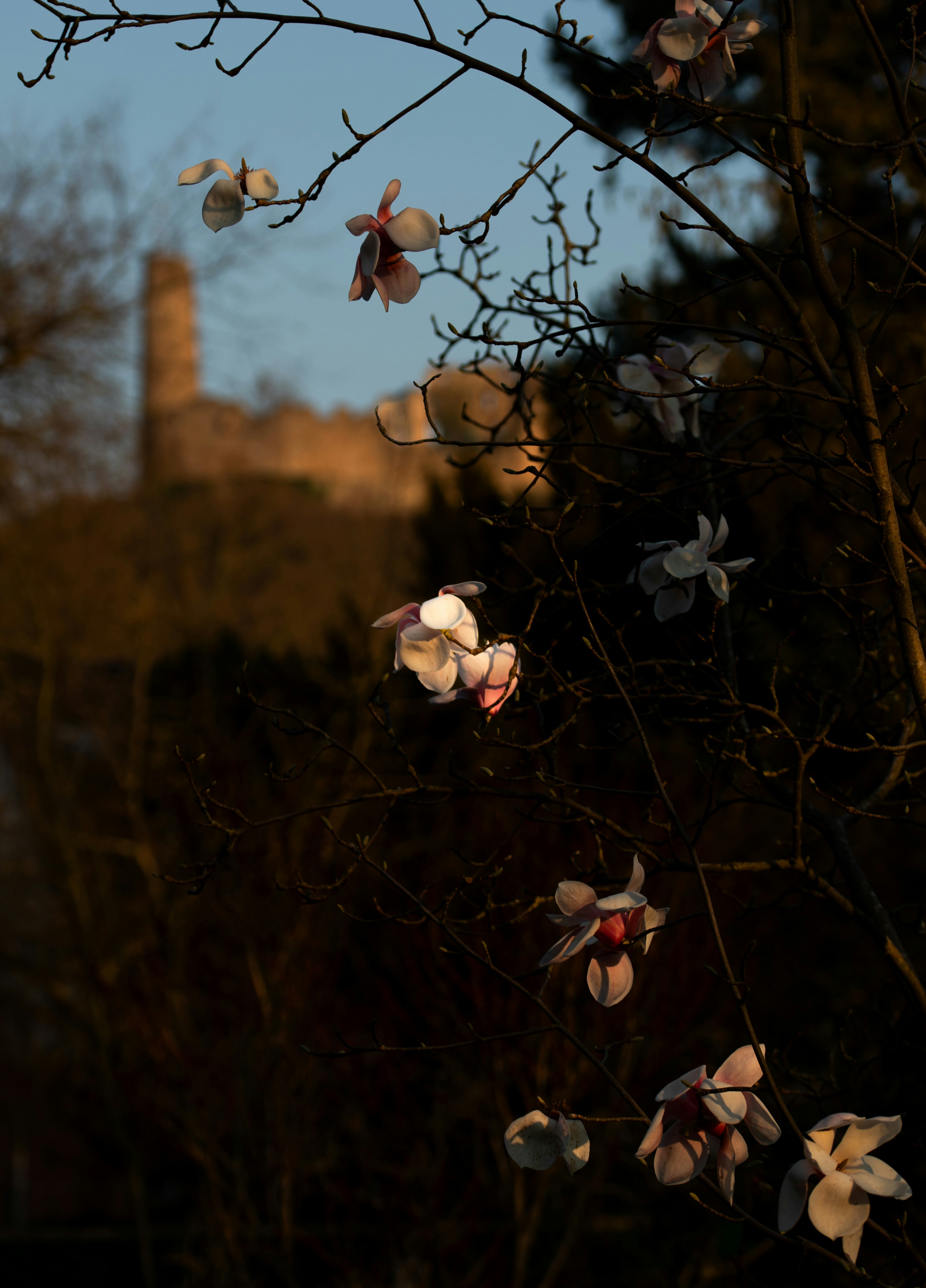 Autumn blossoms in late light amid shadowed woodland