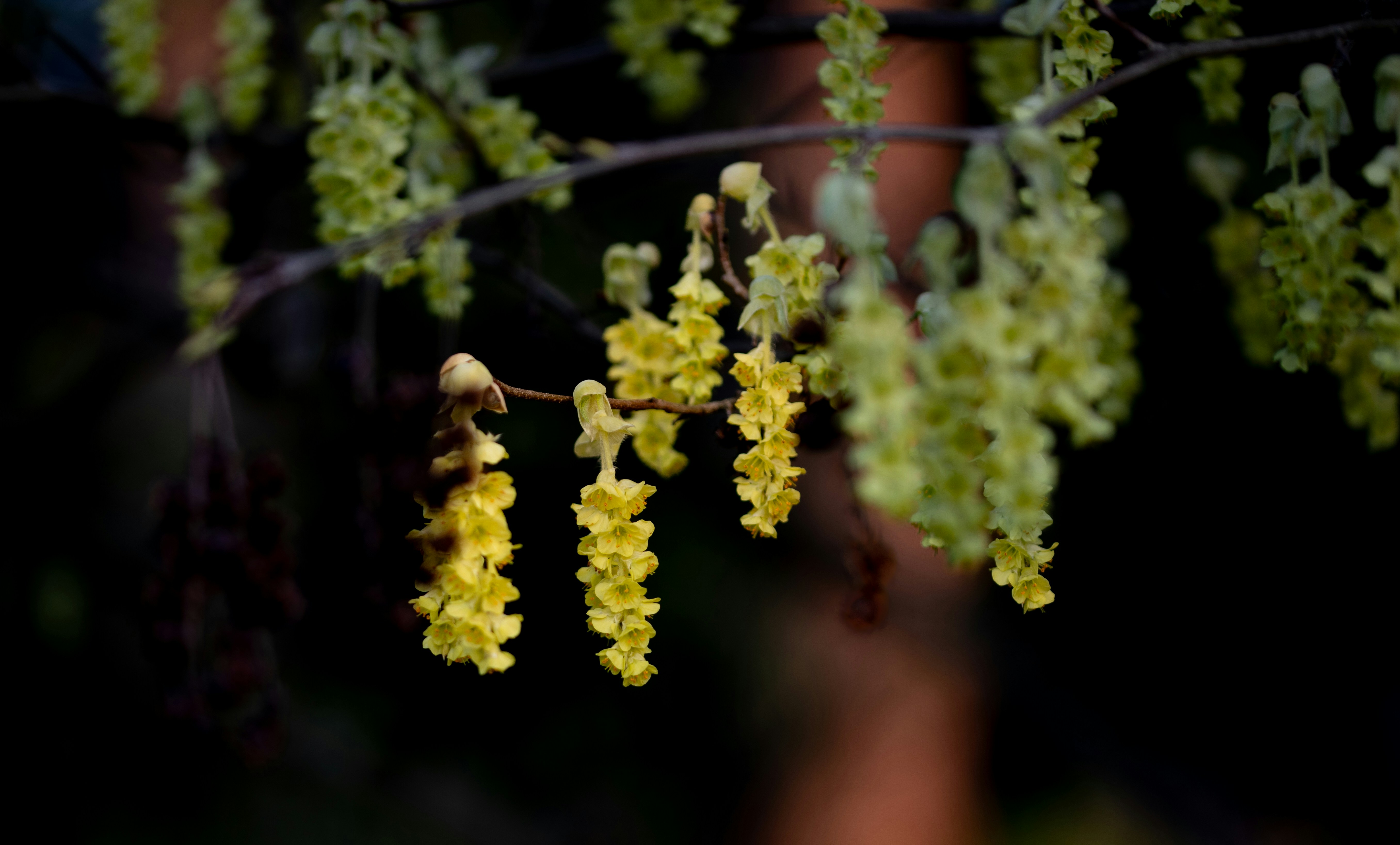 Yellow Blooms in Soft Focus Twilight