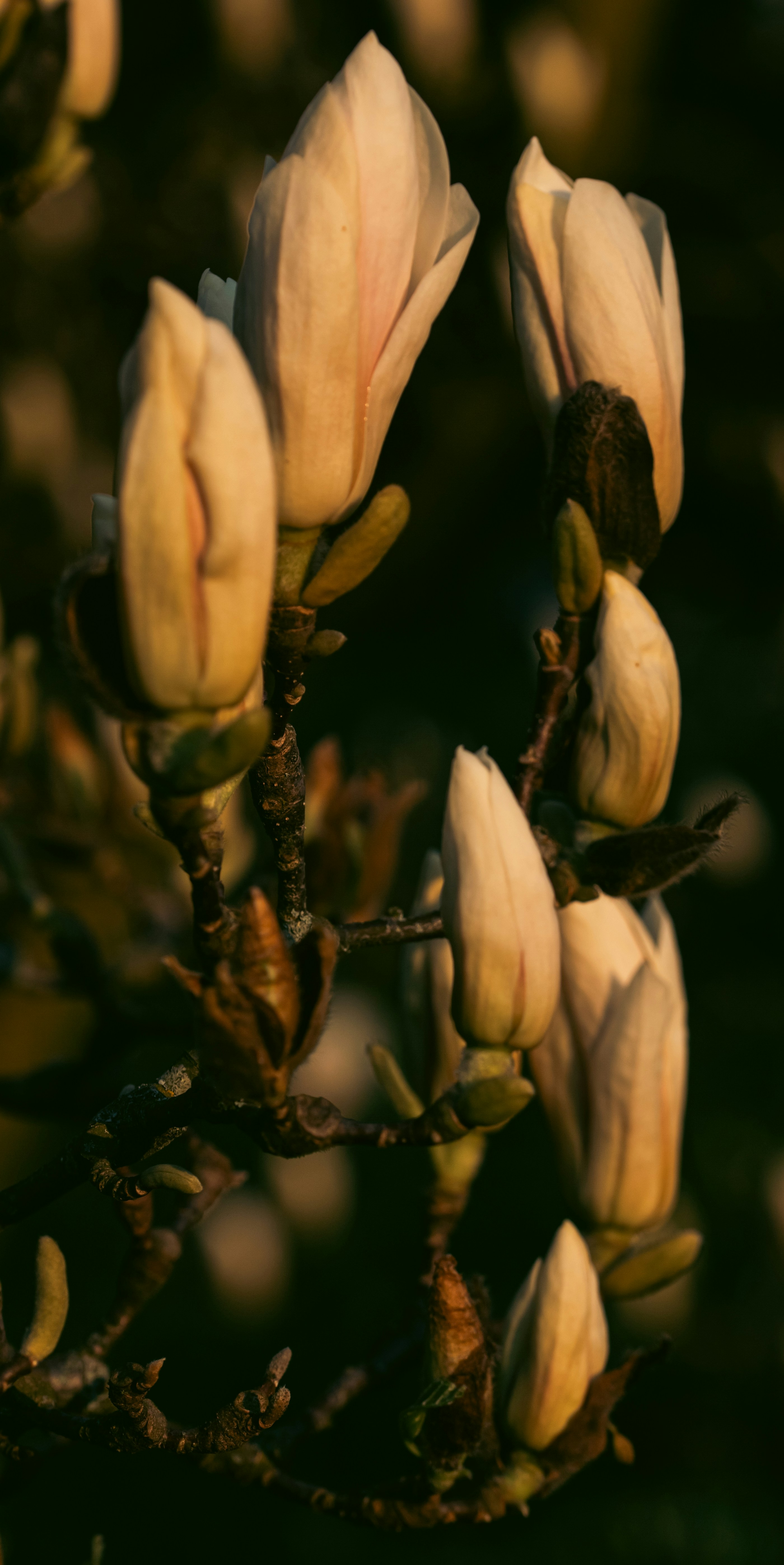 Golden-hour Buds: Magnolia Nipples in Soft Light