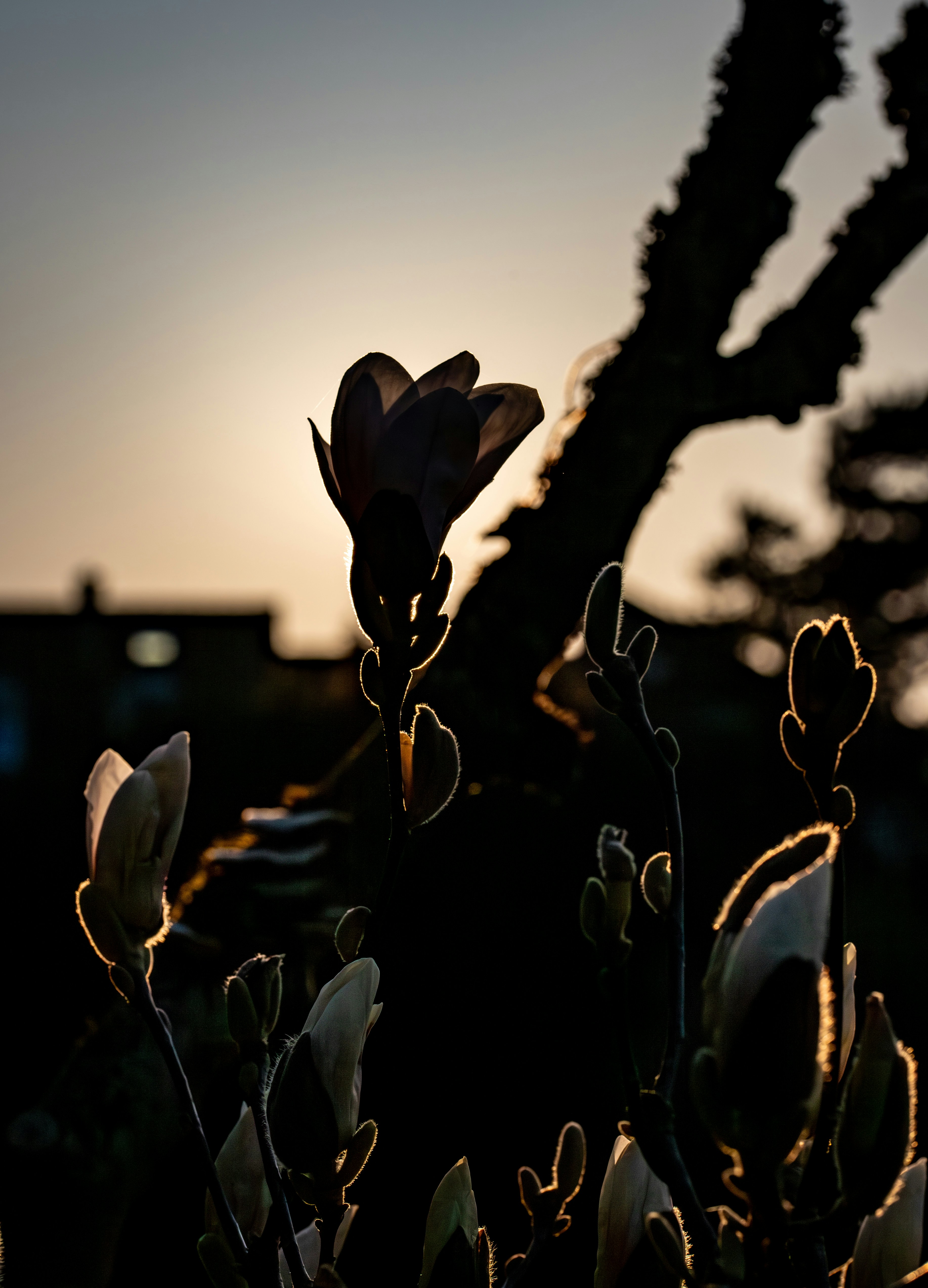 Silhouetted Bloom Against the Sunset