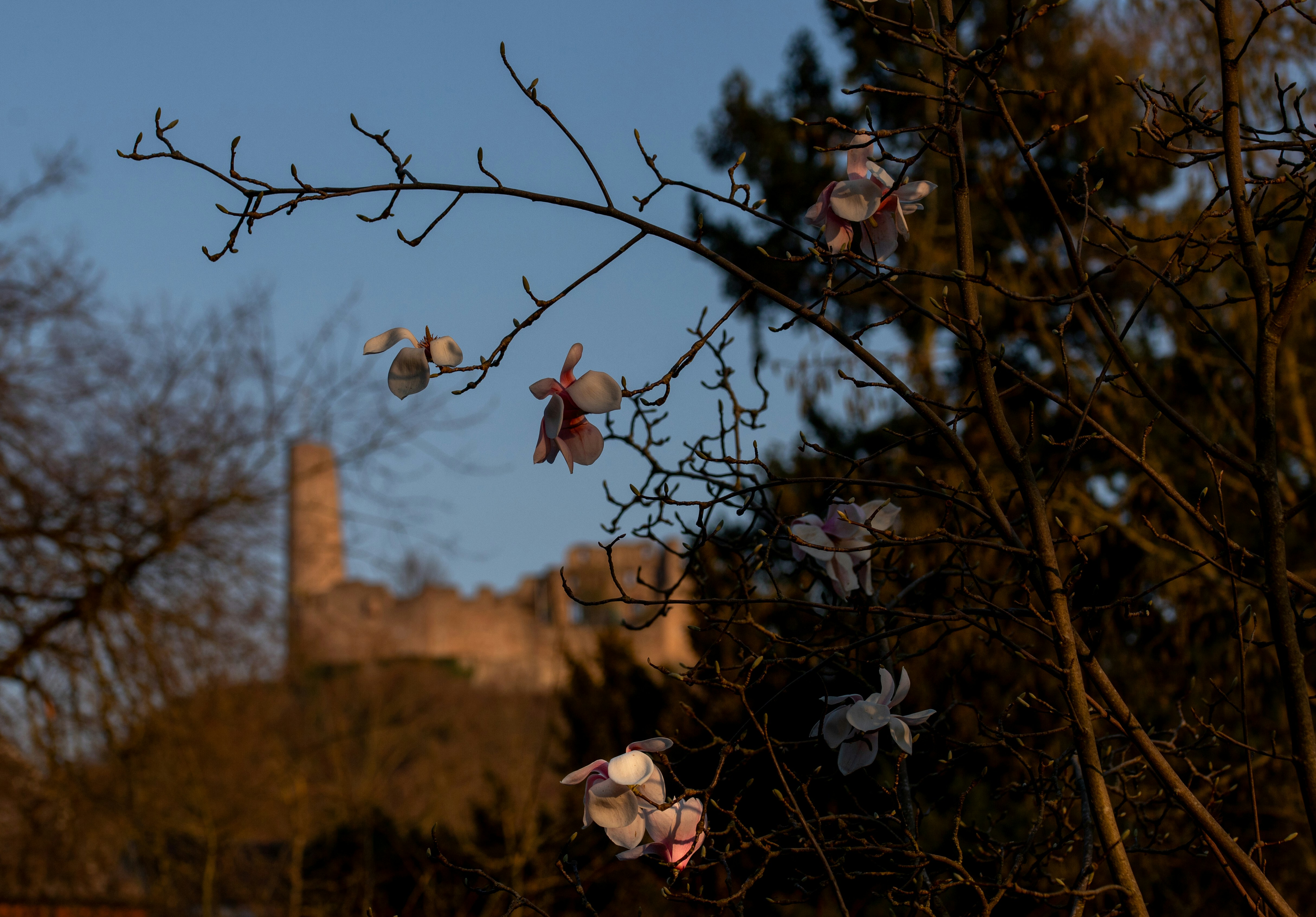 Blooming in the Dusk: A Window to Quiet Branches