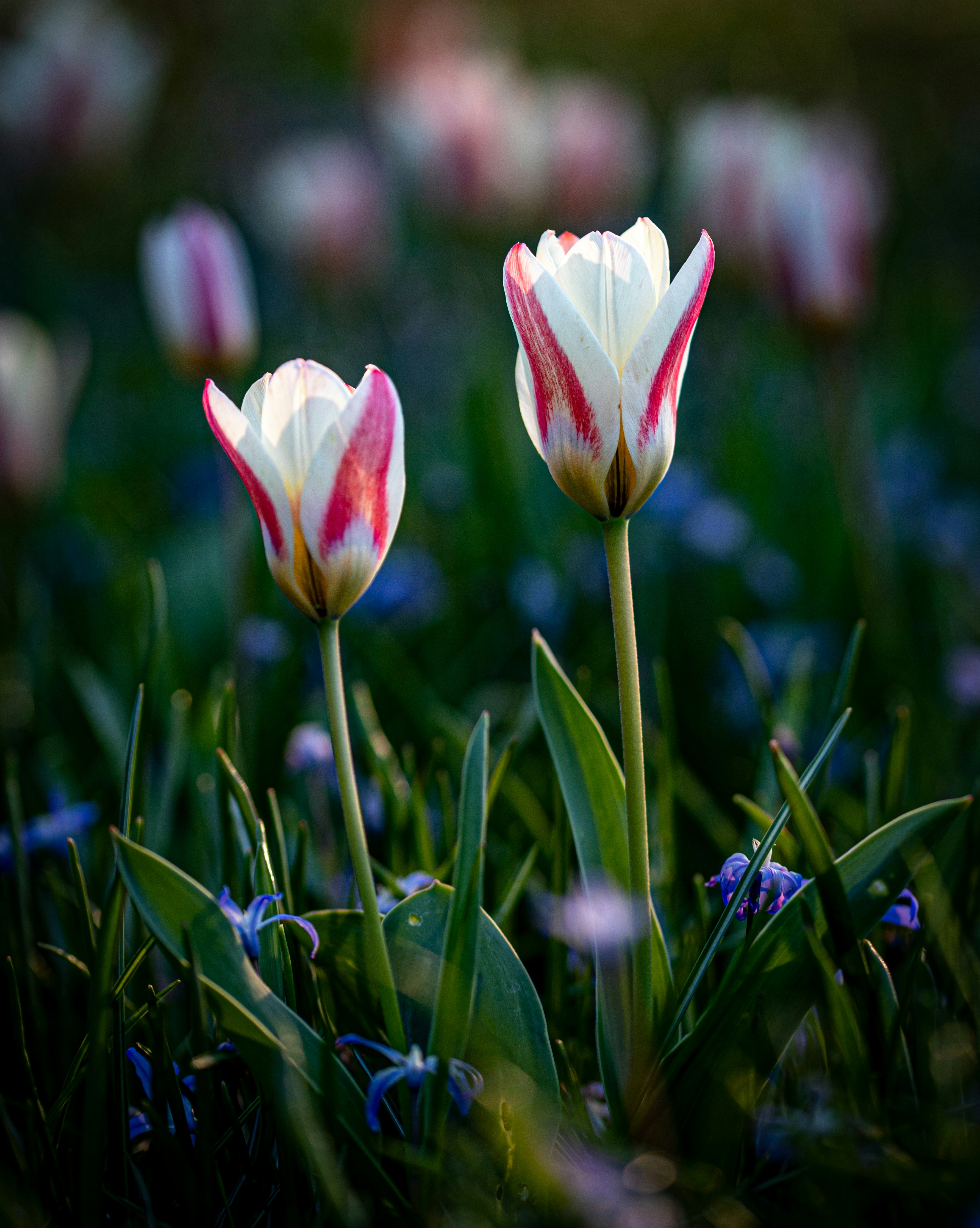 Petal Portrait: Twin Tulips Rising Above a Quiet Field