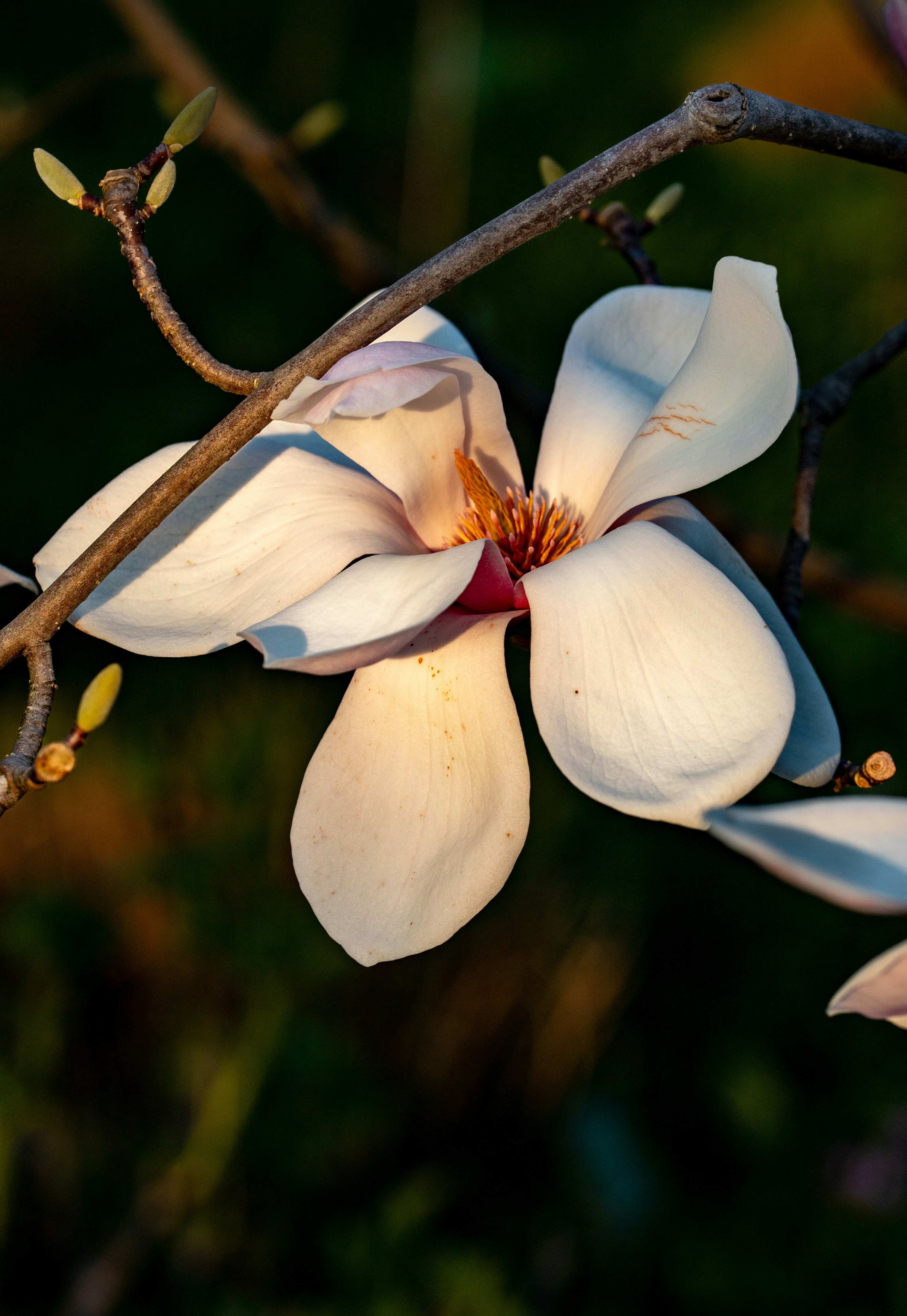 Magnolia in Sunlit Quiet