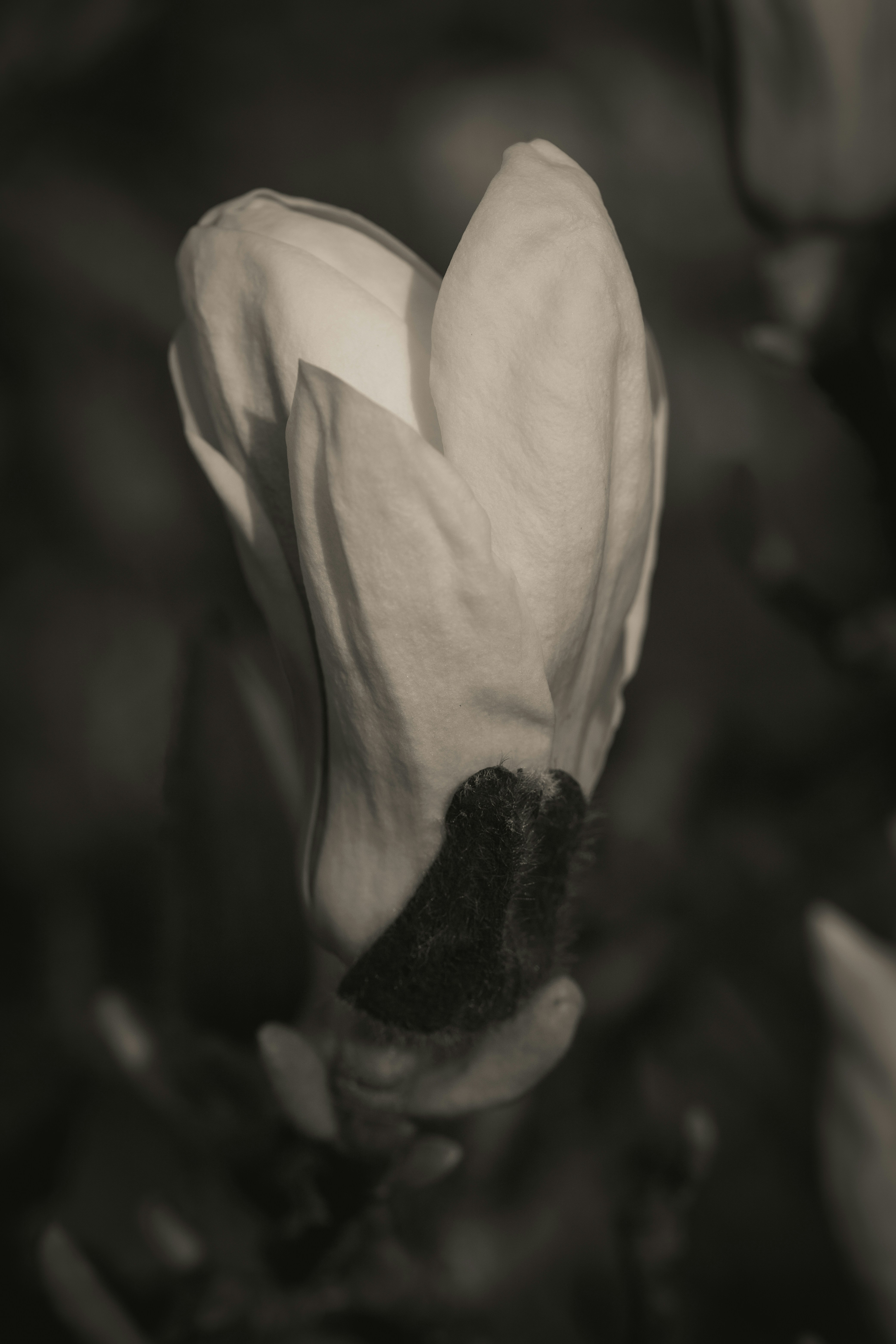 Petal Bloom in Sepia Silence