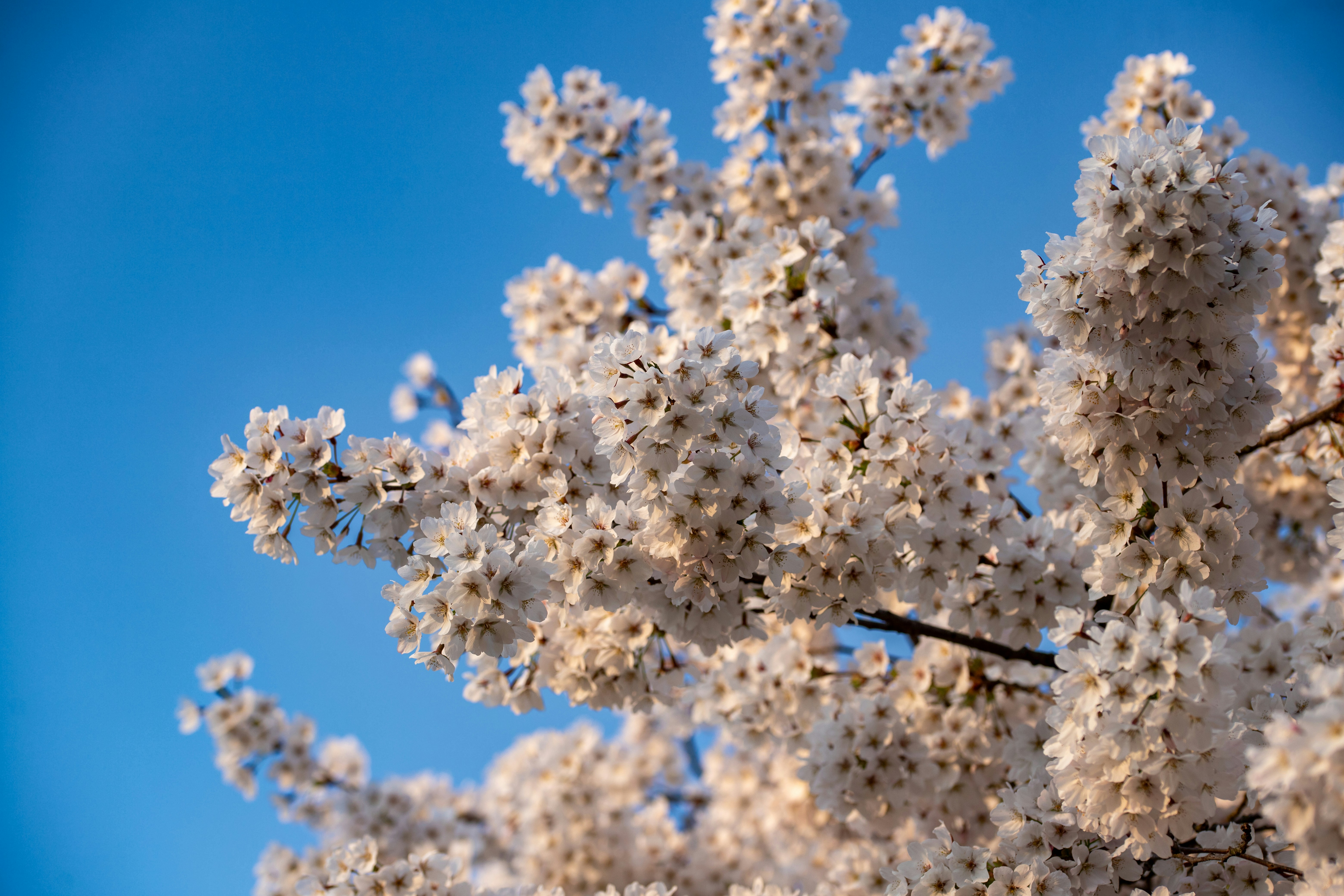 Cloud-white blossoms against a cerulean sky